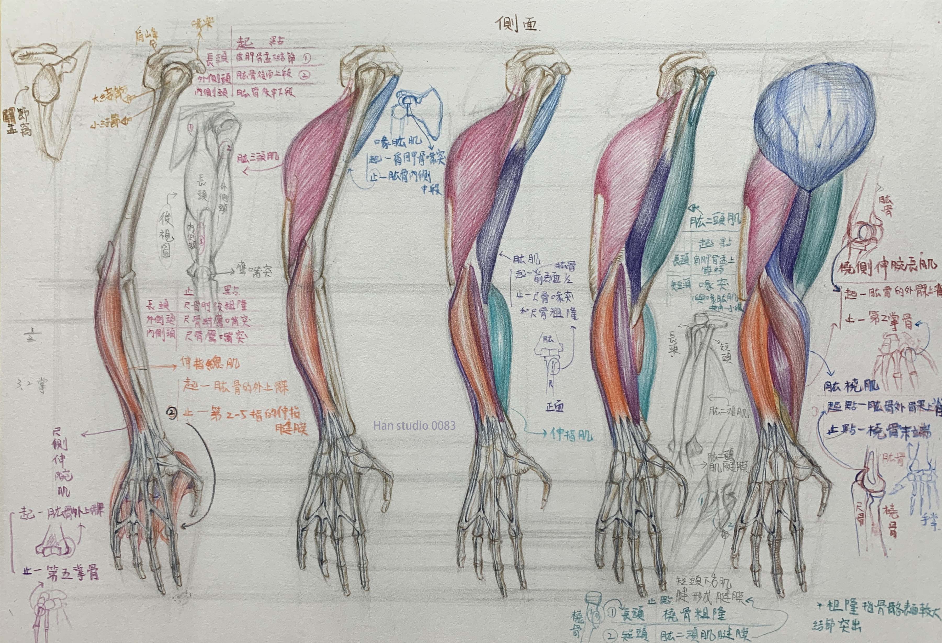 Proko - Arm Muscle Anatomy Study – From Origin to Insertion