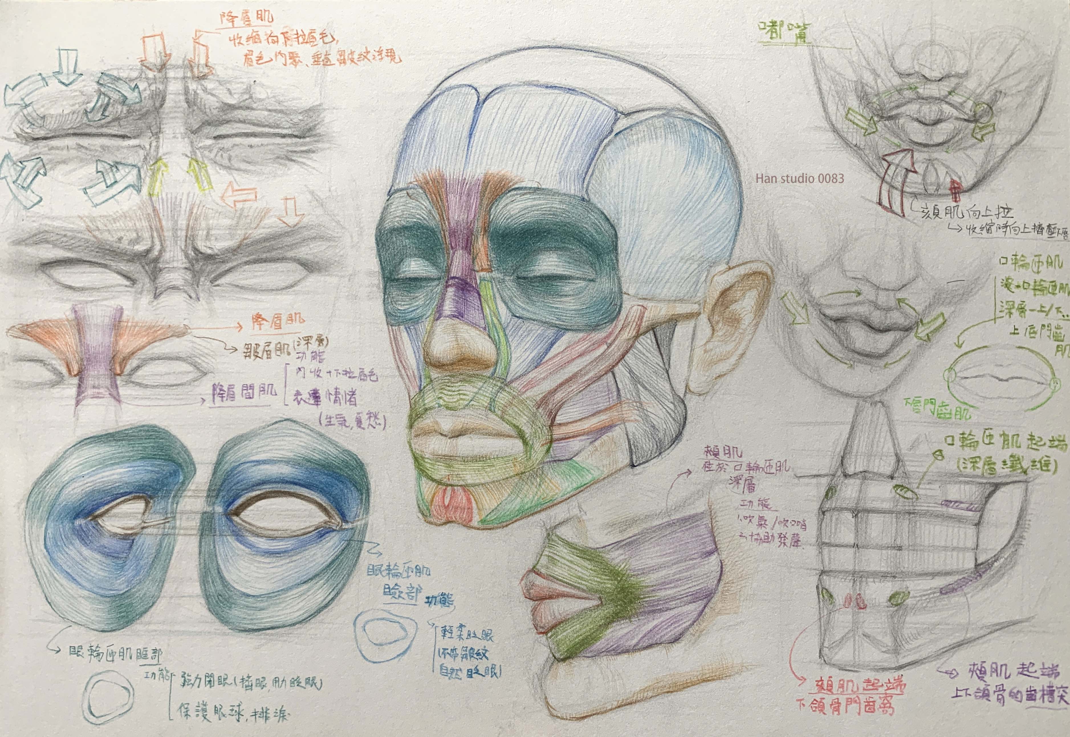 Proko - Mapping Emotions: Facial Muscle Anatomy Study