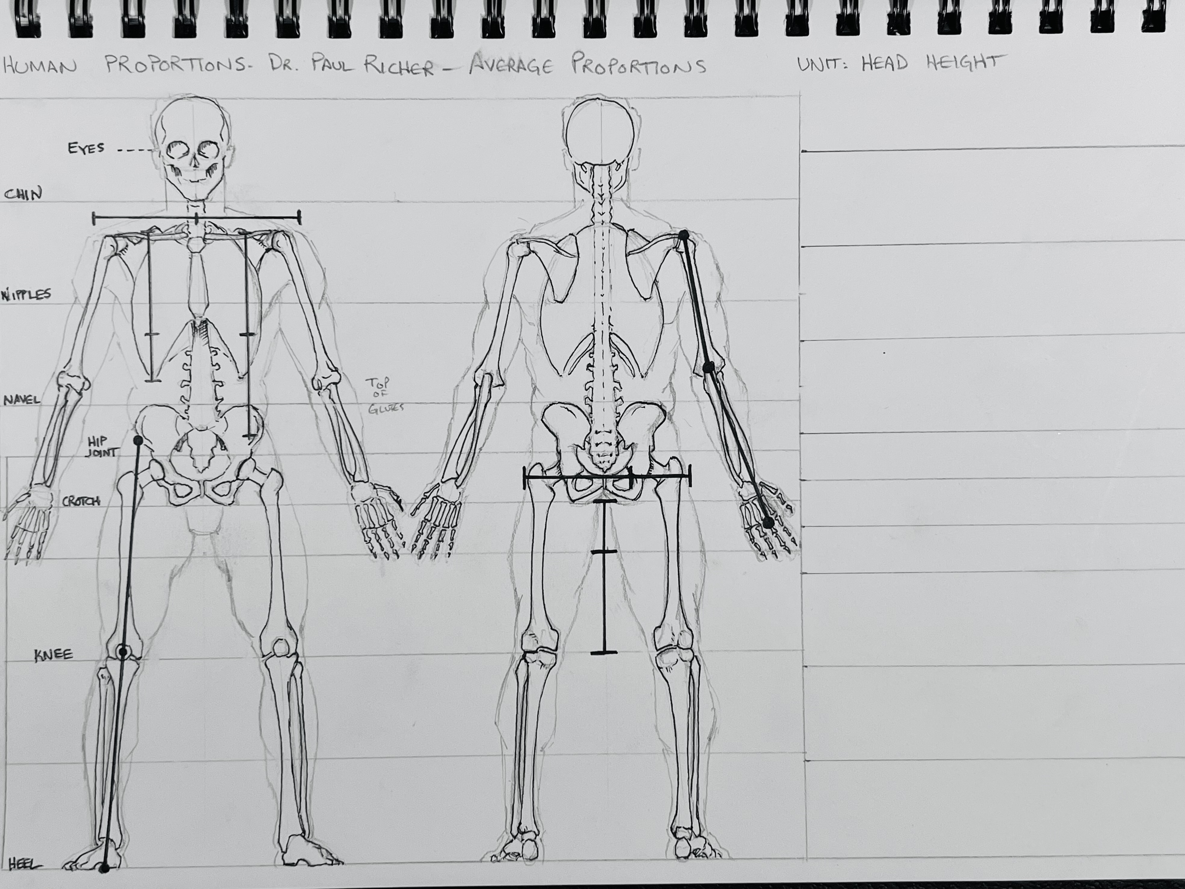 Average Human Body Proportions