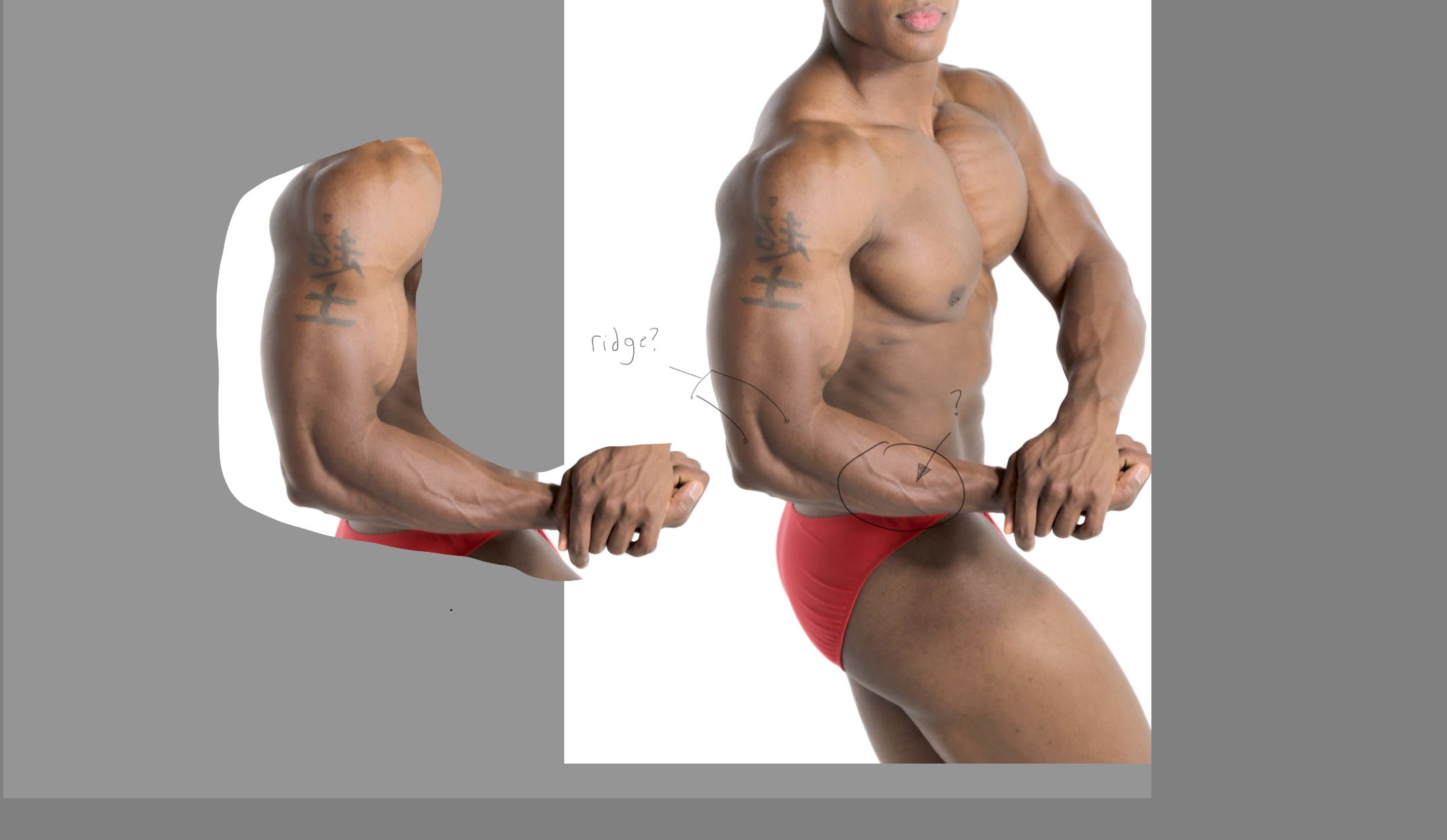 Proko - need help with forearm anatomy