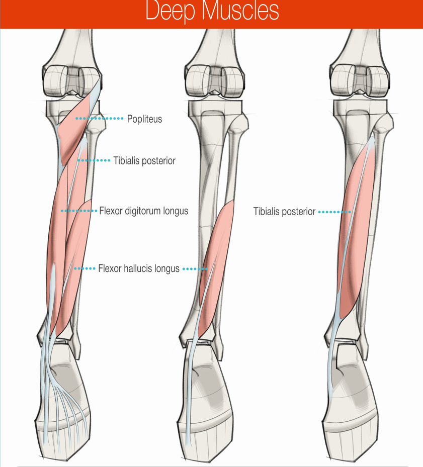 Deep Posterior Leg Muscles
