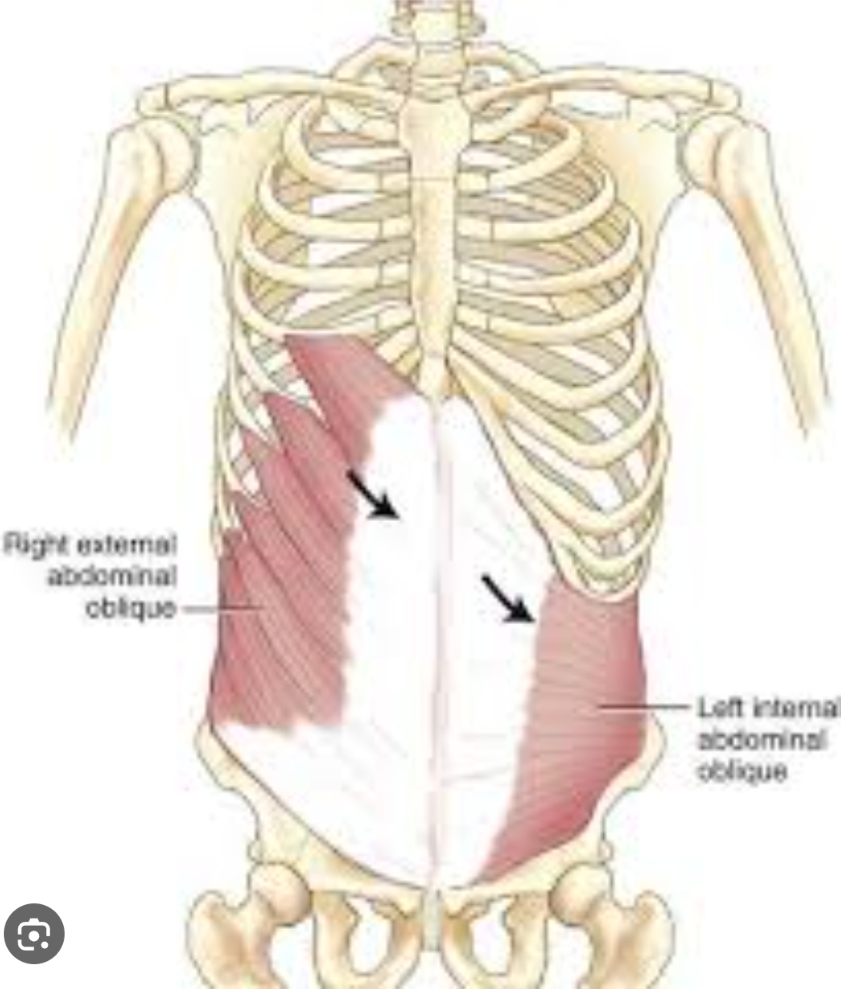 Proko - I need help better understanding the external oblique and abs ...