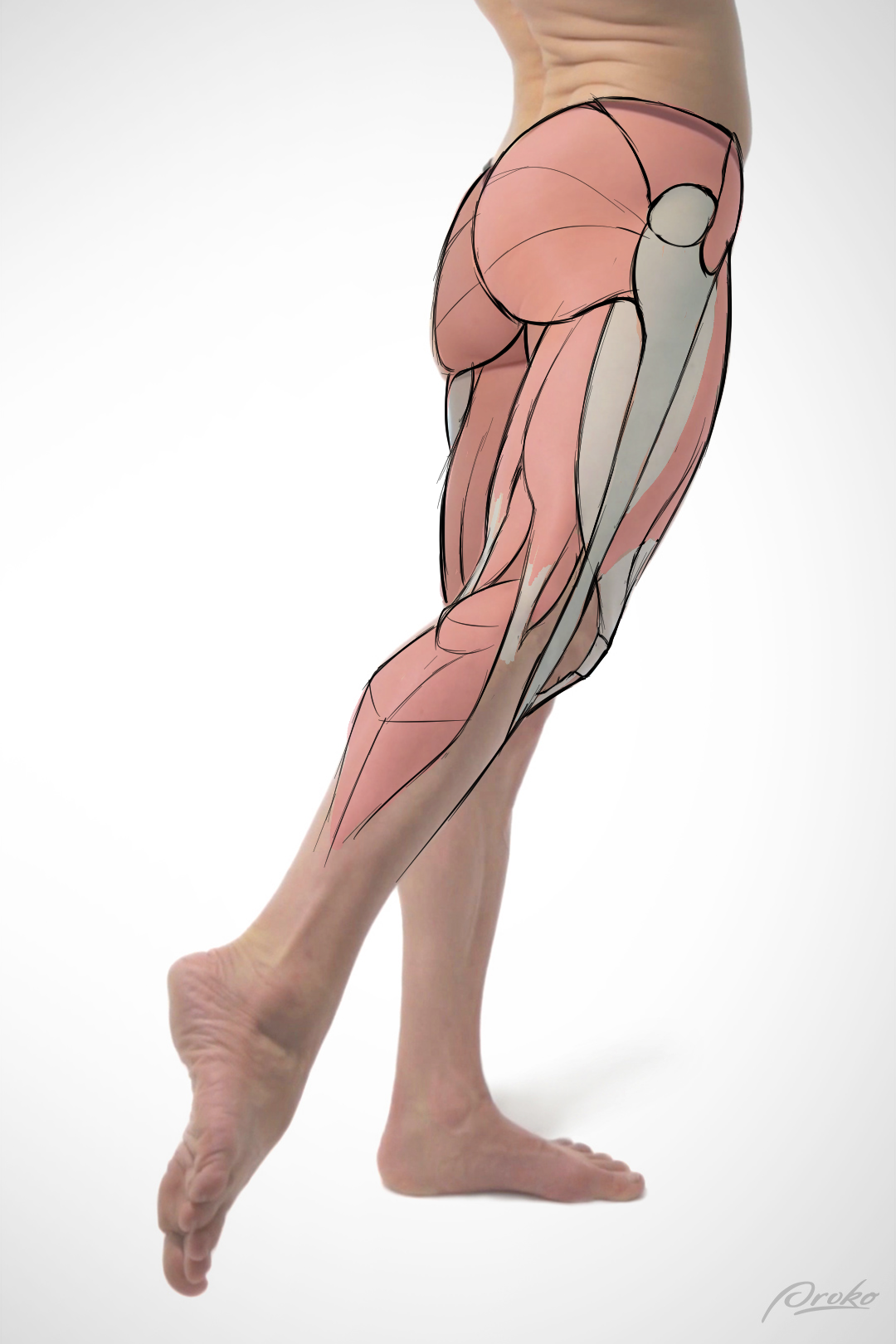 Leg Muscle Reference