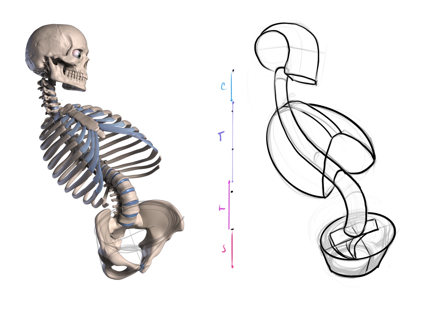 Drawing Anatomy Spine