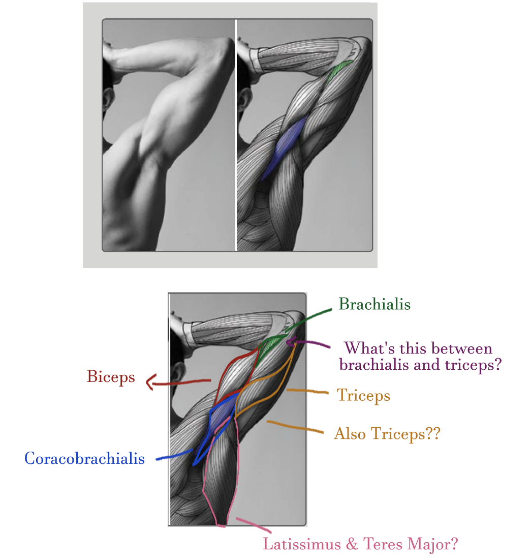 Proko - Confusion over upper arm muscles