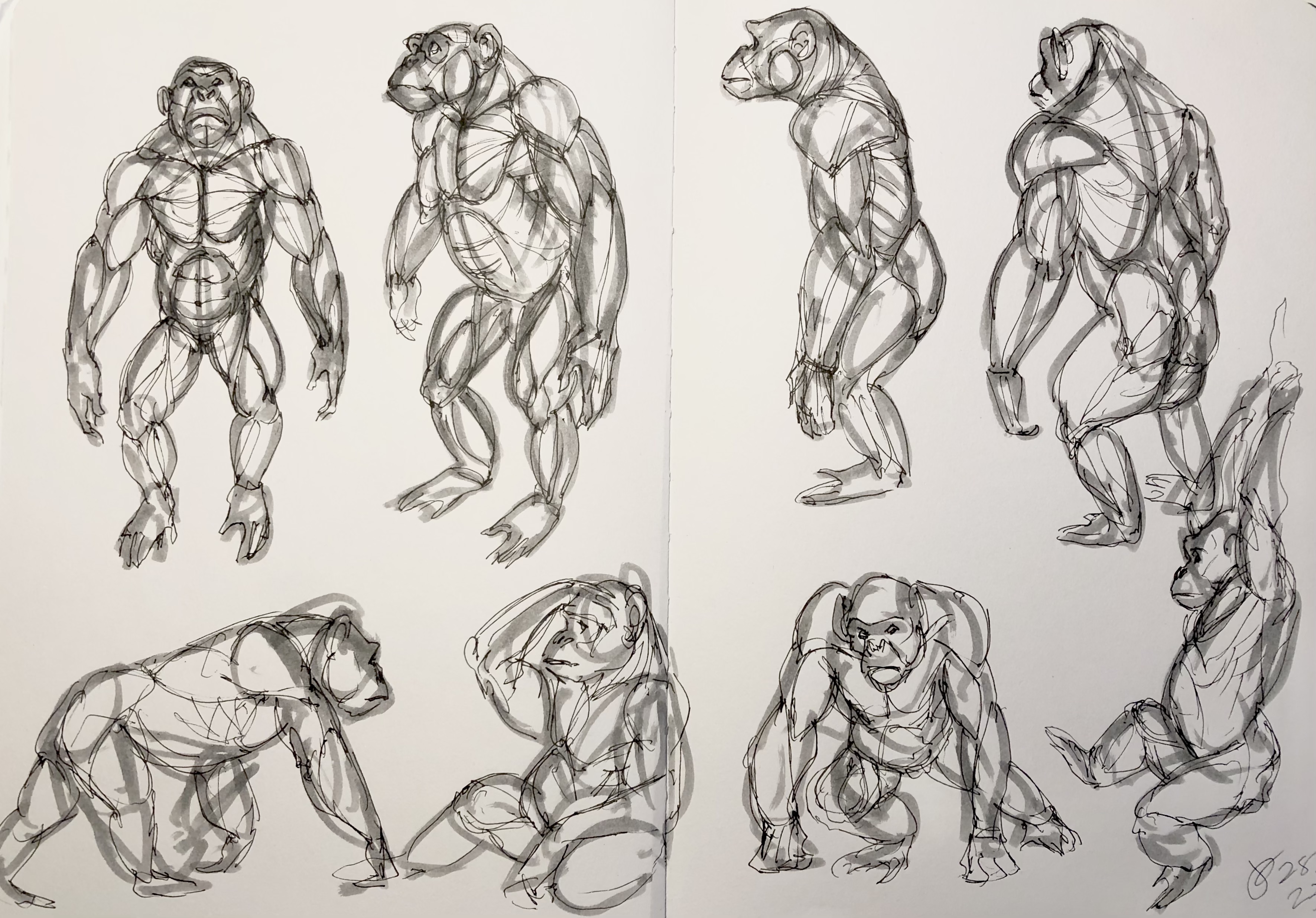 Muscular Apes
