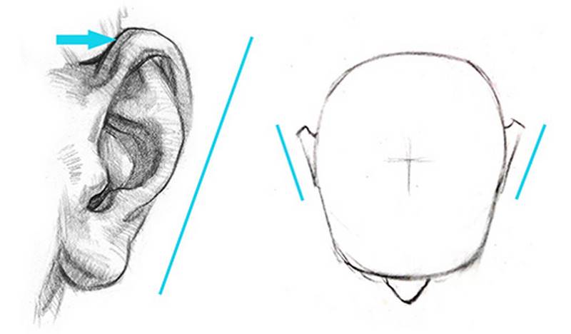 How To Draw Ears Front View