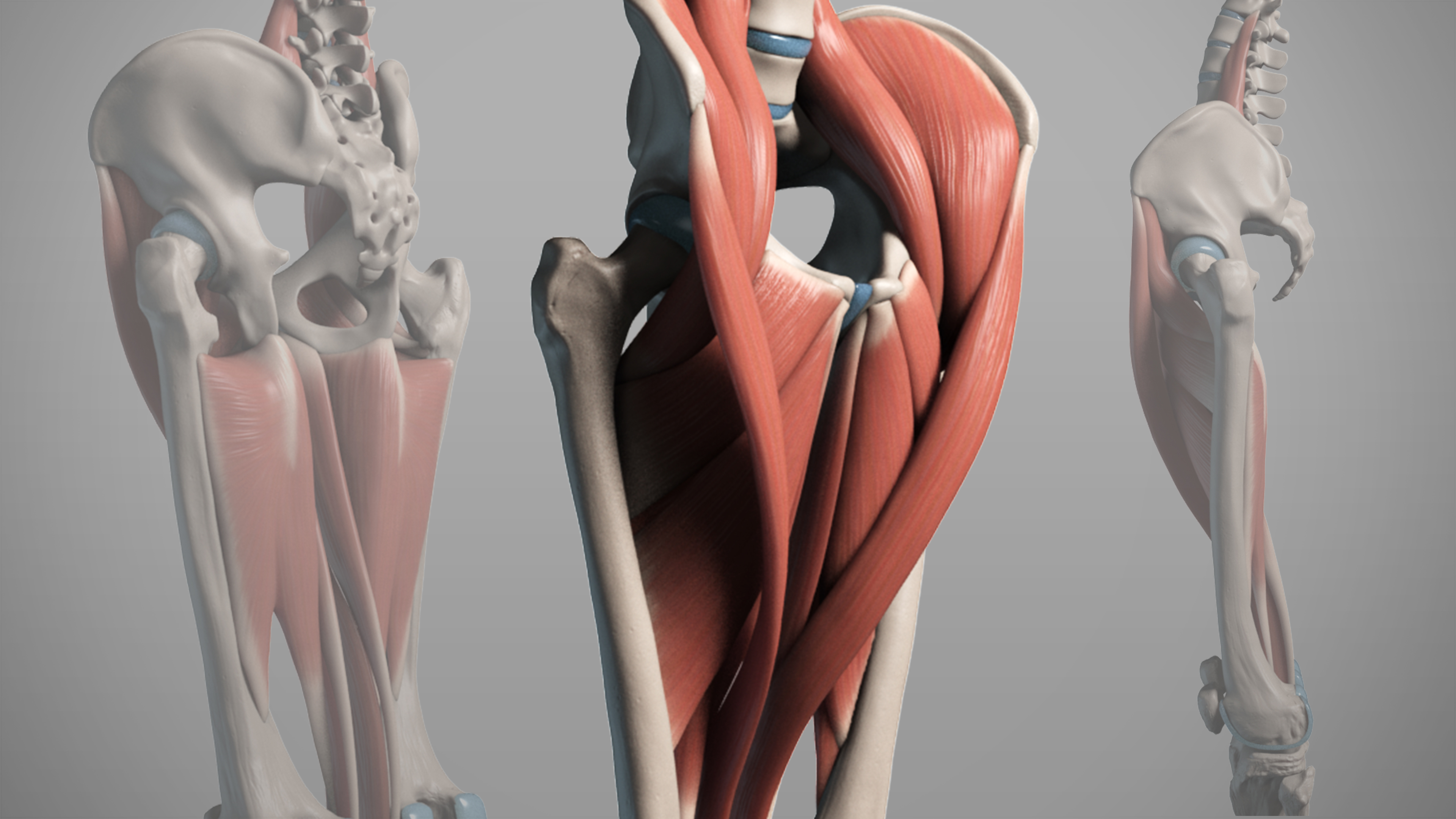 Proko - 3D Model: Adductor Muscles