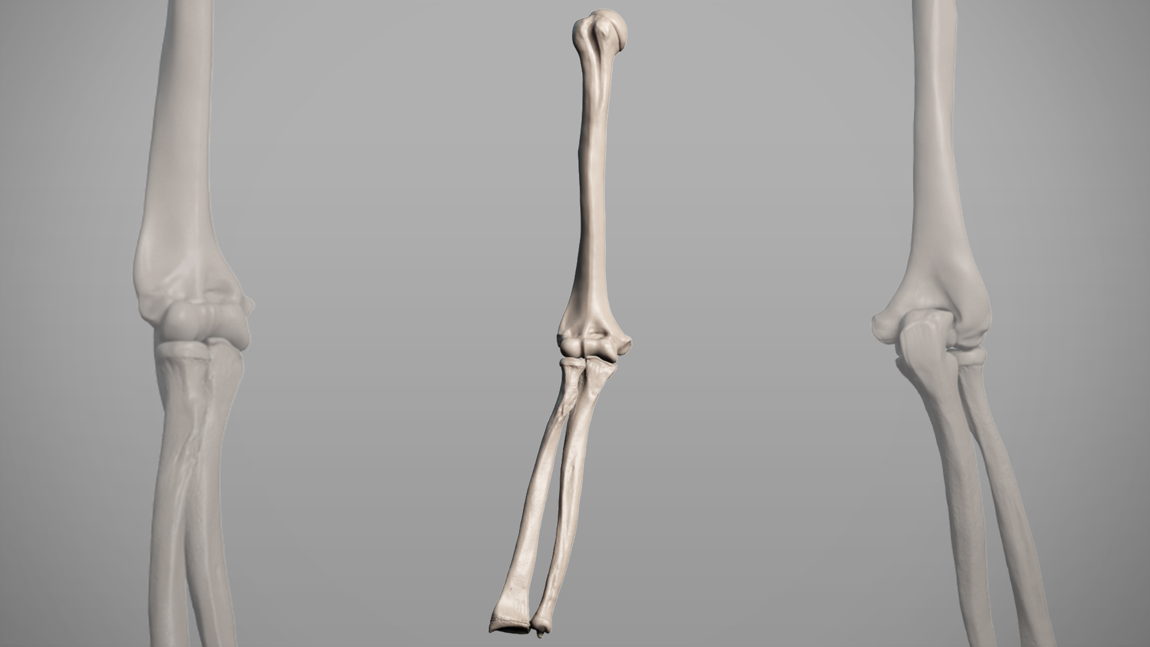 Proko - 3D Model: Arm Bones