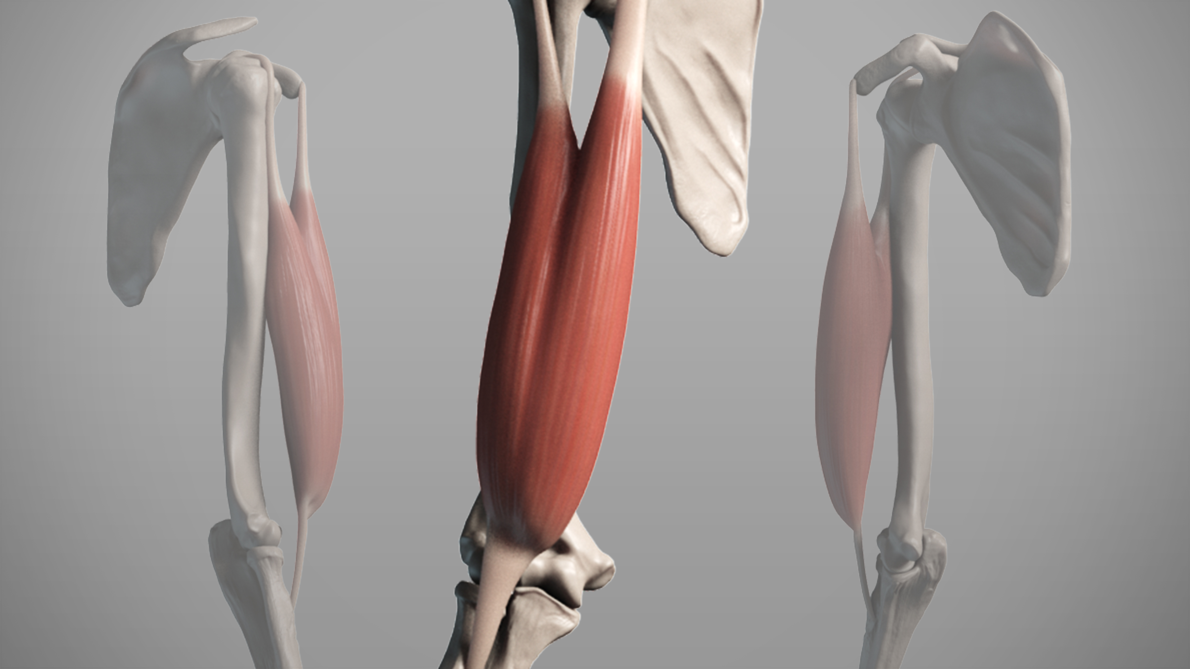 Proko - 3D Model: Biceps