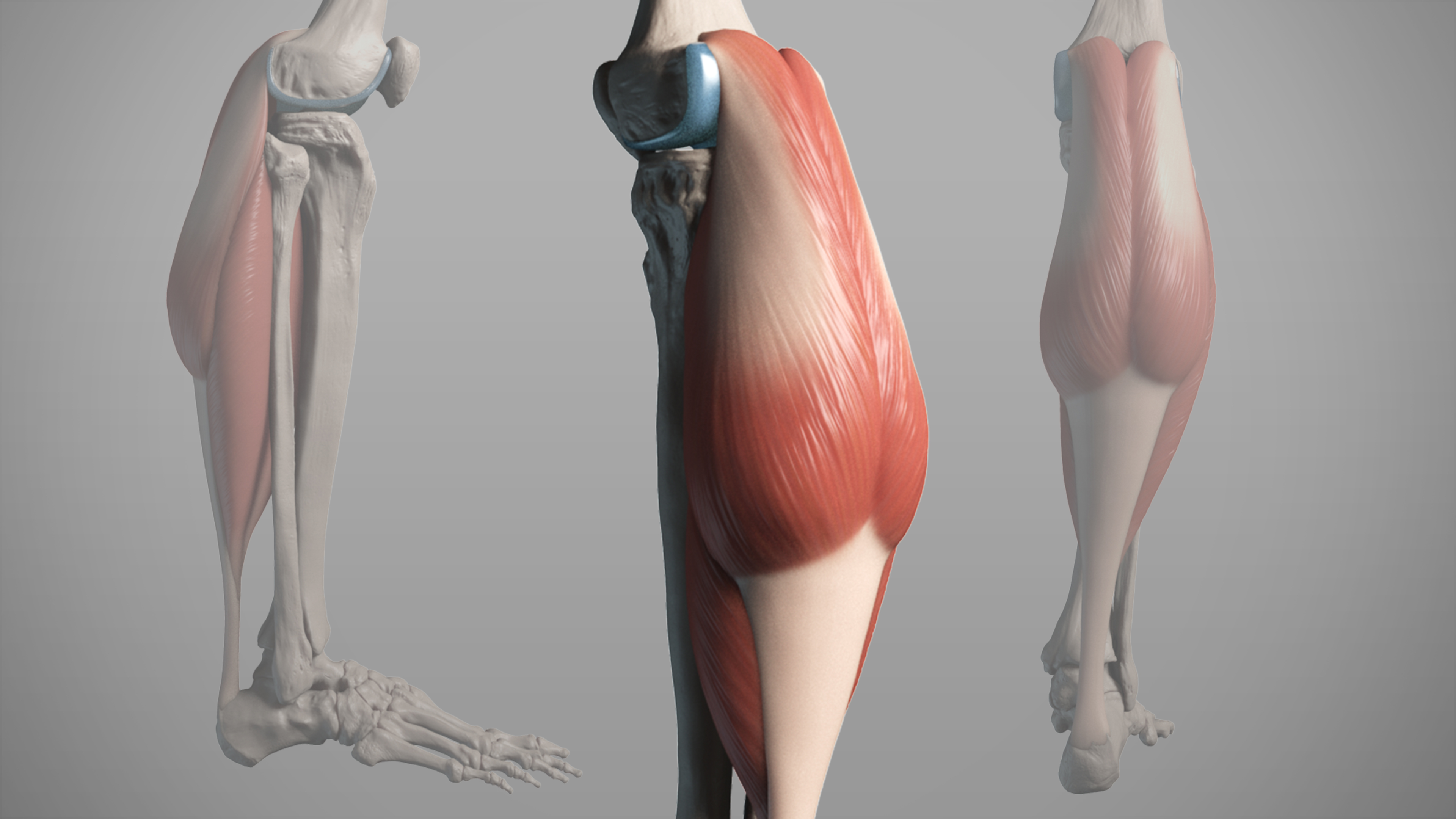 Proko - 3D Model: Calf Muscles