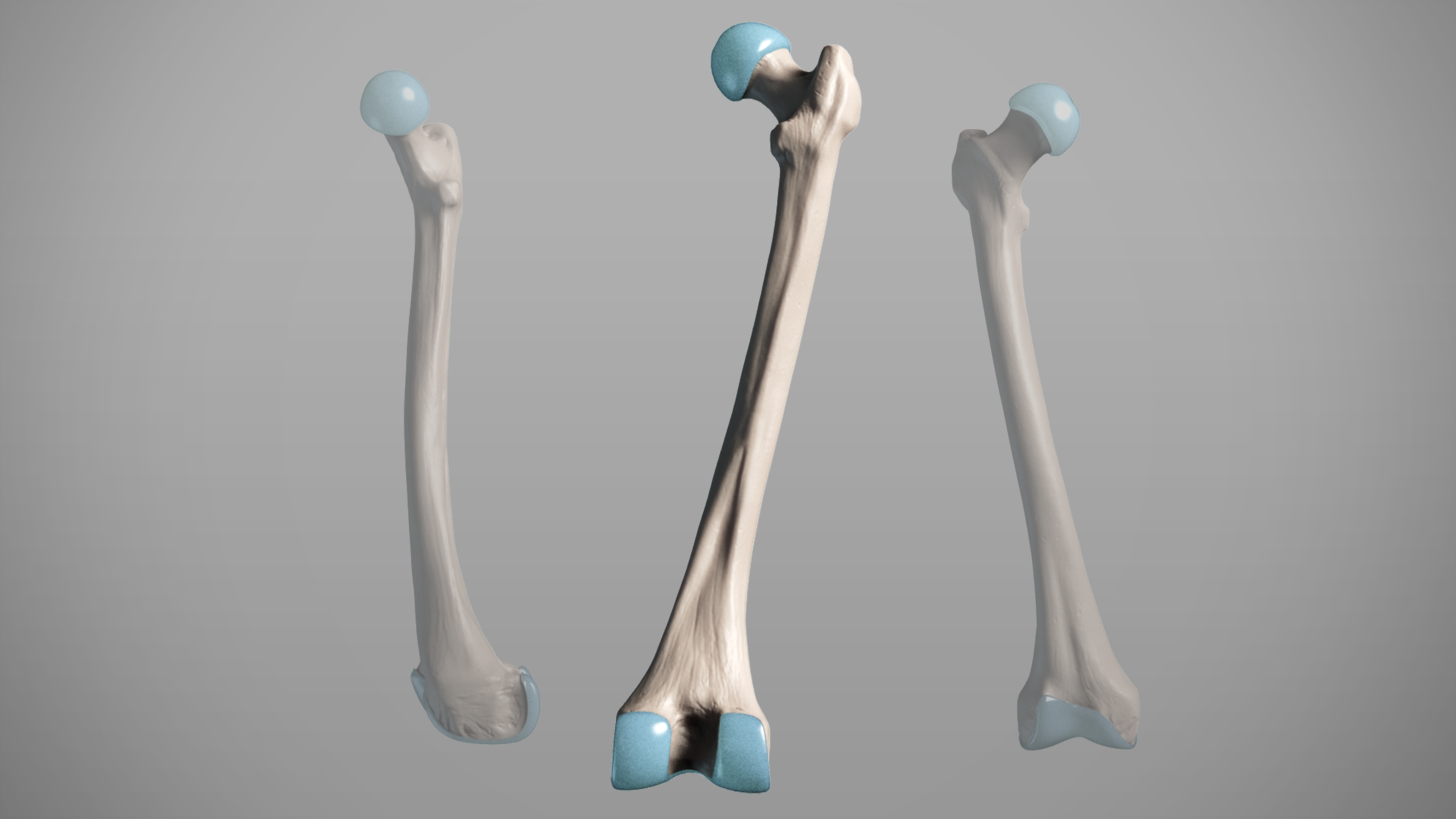 Proko - 3D Model: Femur