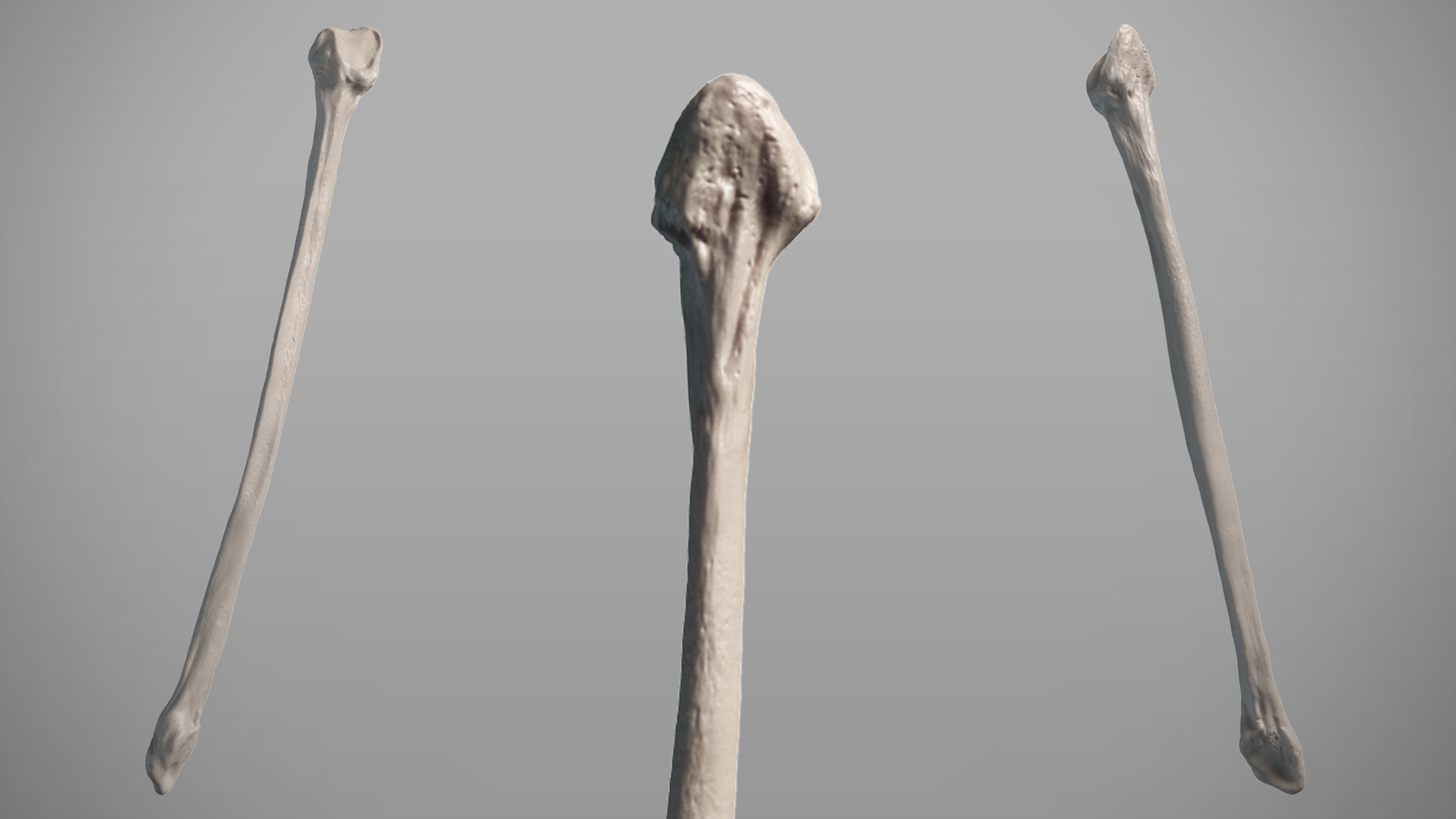 Proko - 3D Model: Fibula