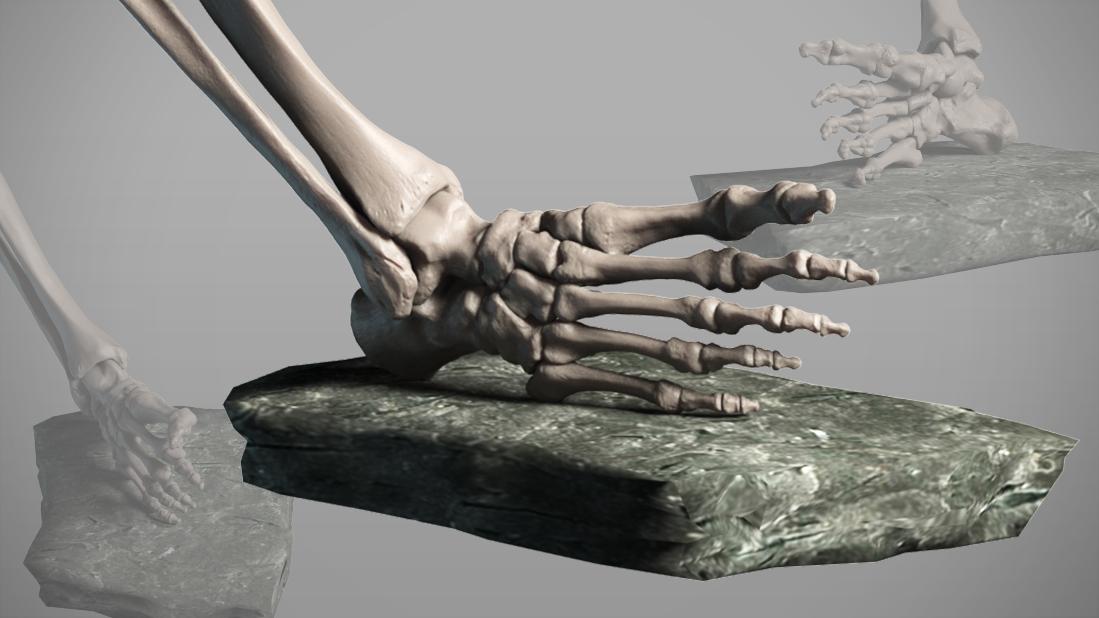 Proko - 3D Model: Foot Bones Pose 3