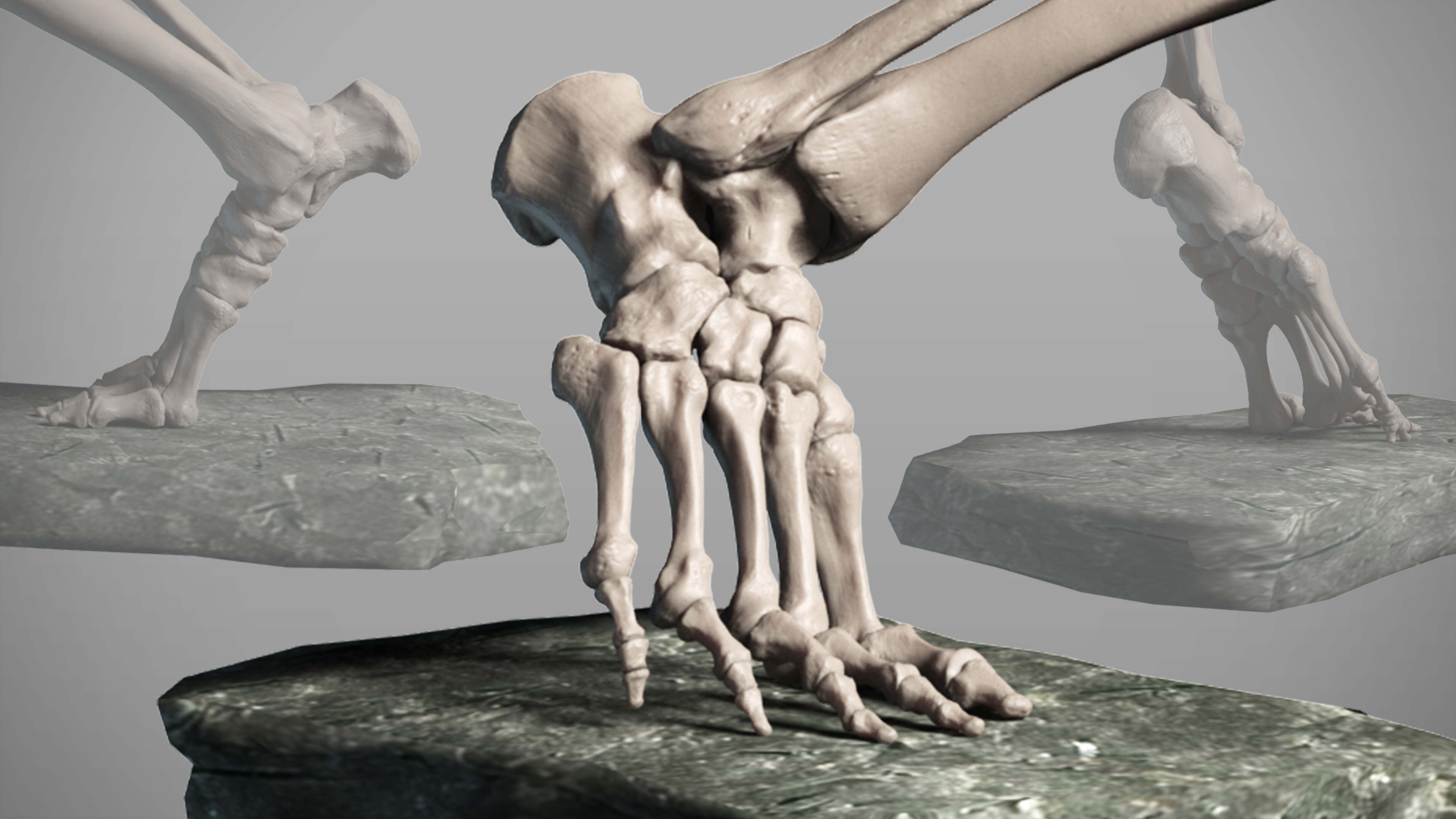 Proko - 3D Model: Foot Bones Pose 4