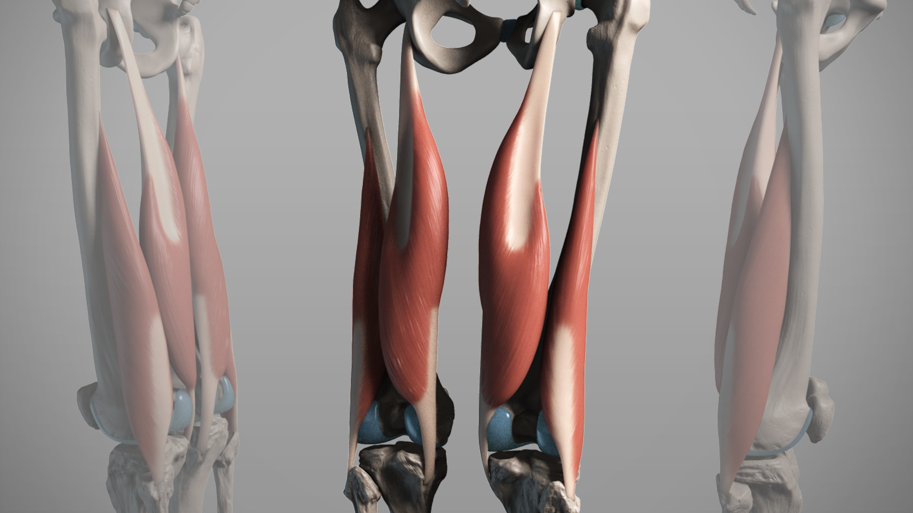 Proko - 3D Model: Inner Hamstring Muscles