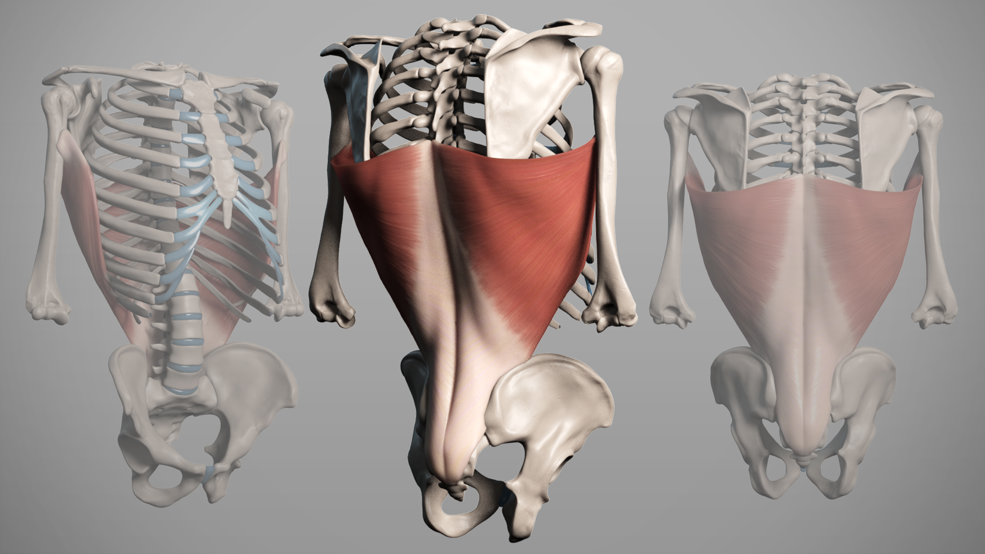 Proko - 3D Model: Latissimus Dorsi
