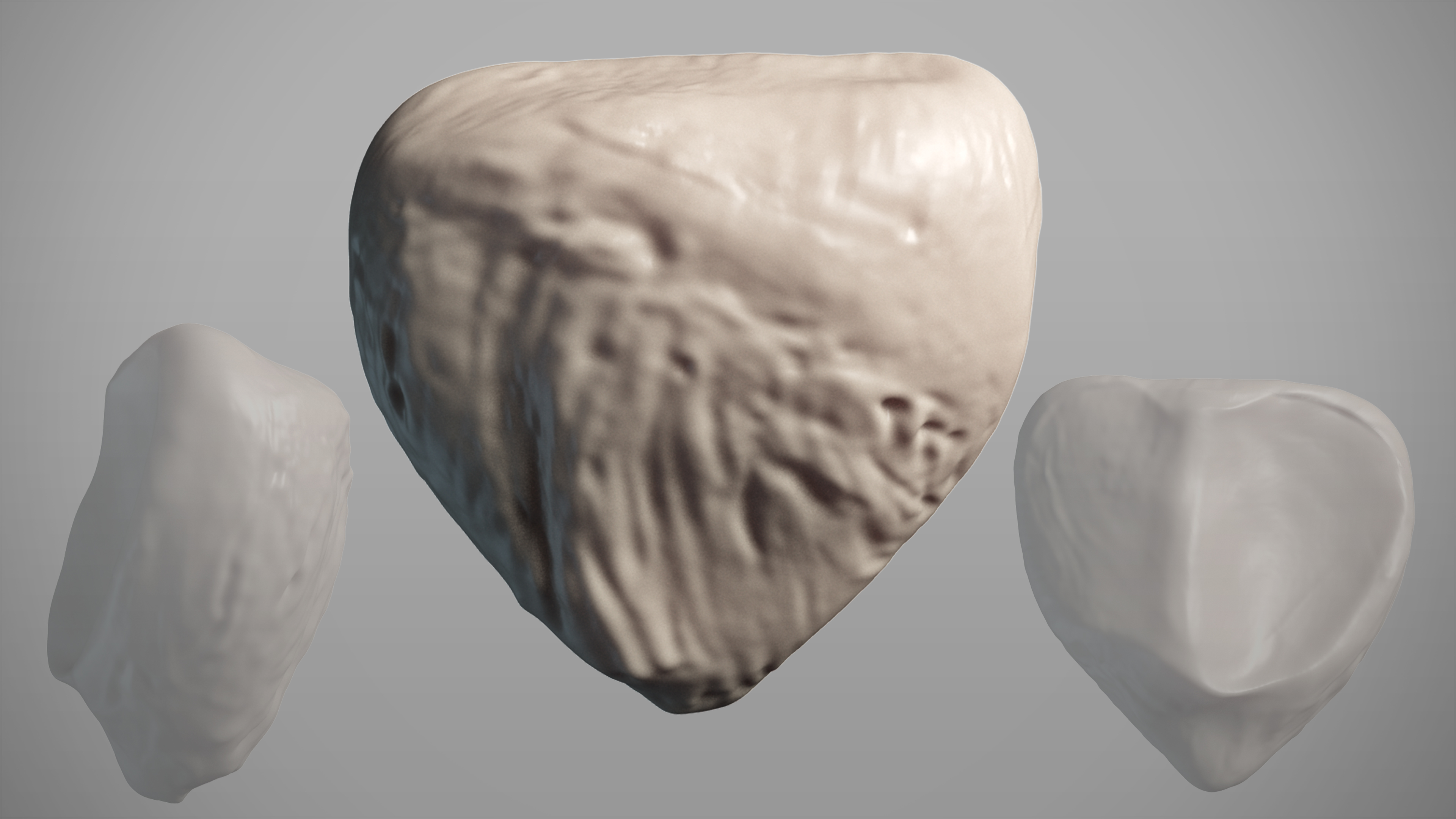 Proko - 3D Model: Patella