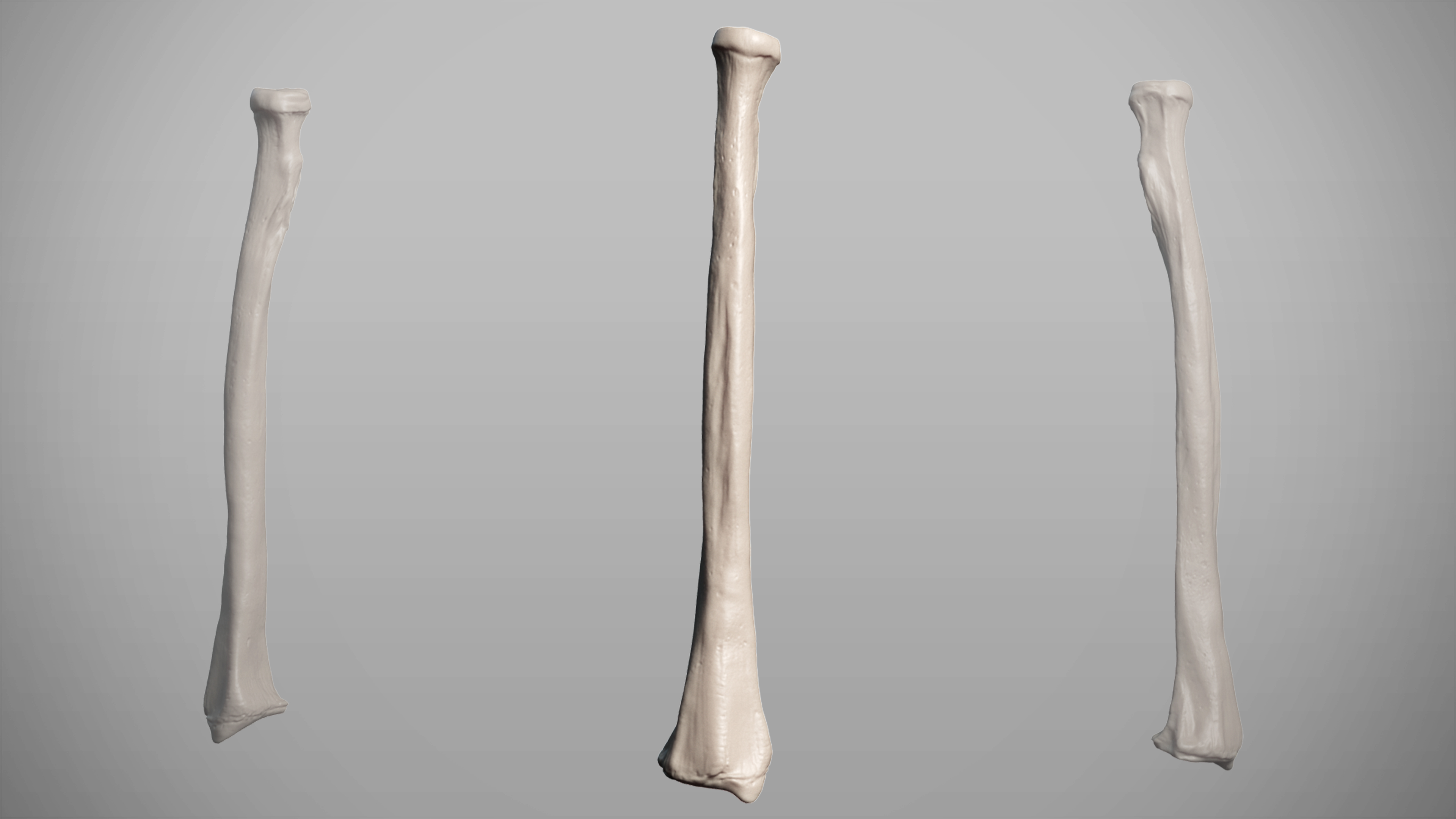 Proko - 3D Model - Radius