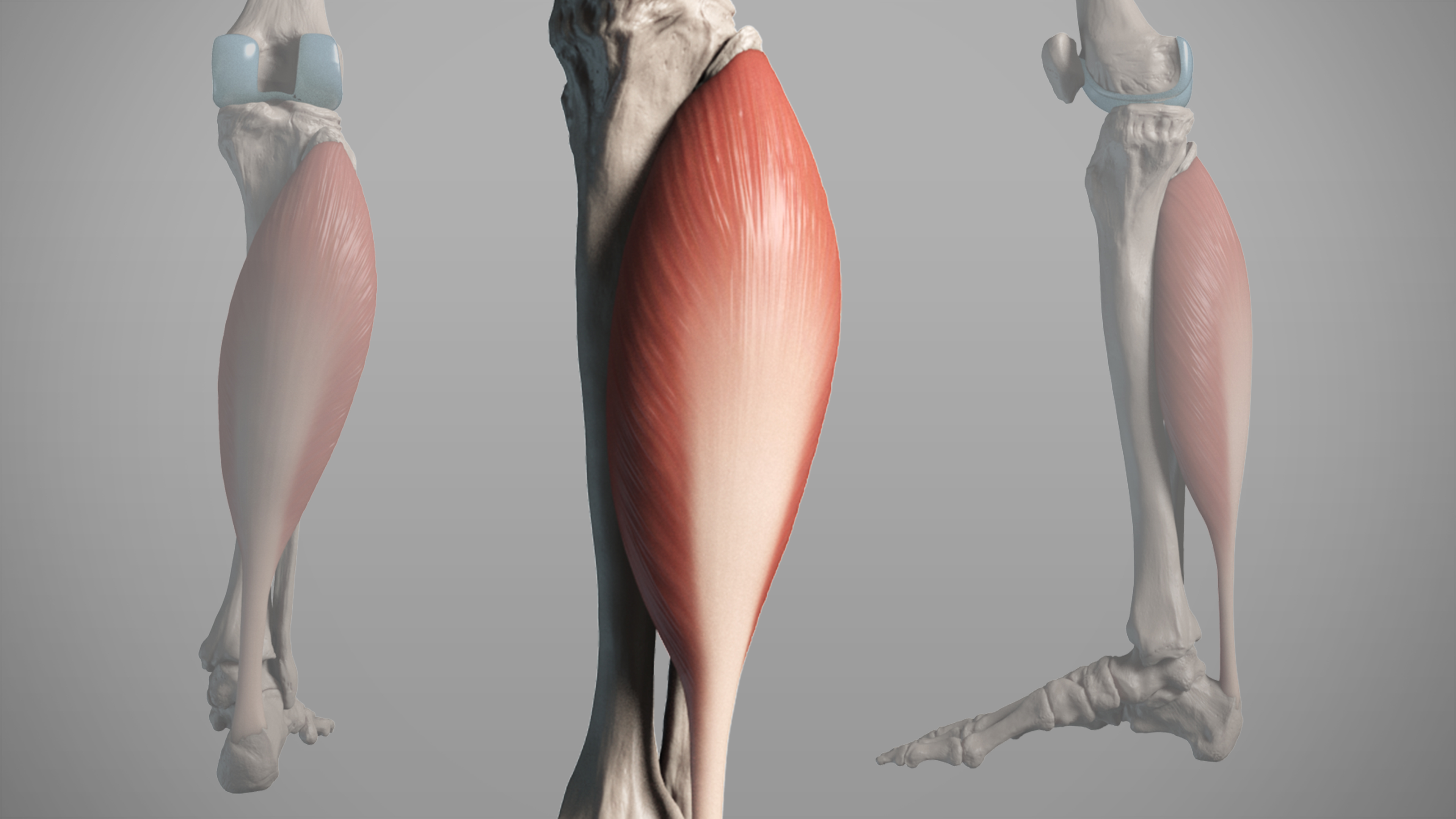 Proko - 3D Model: Soleus