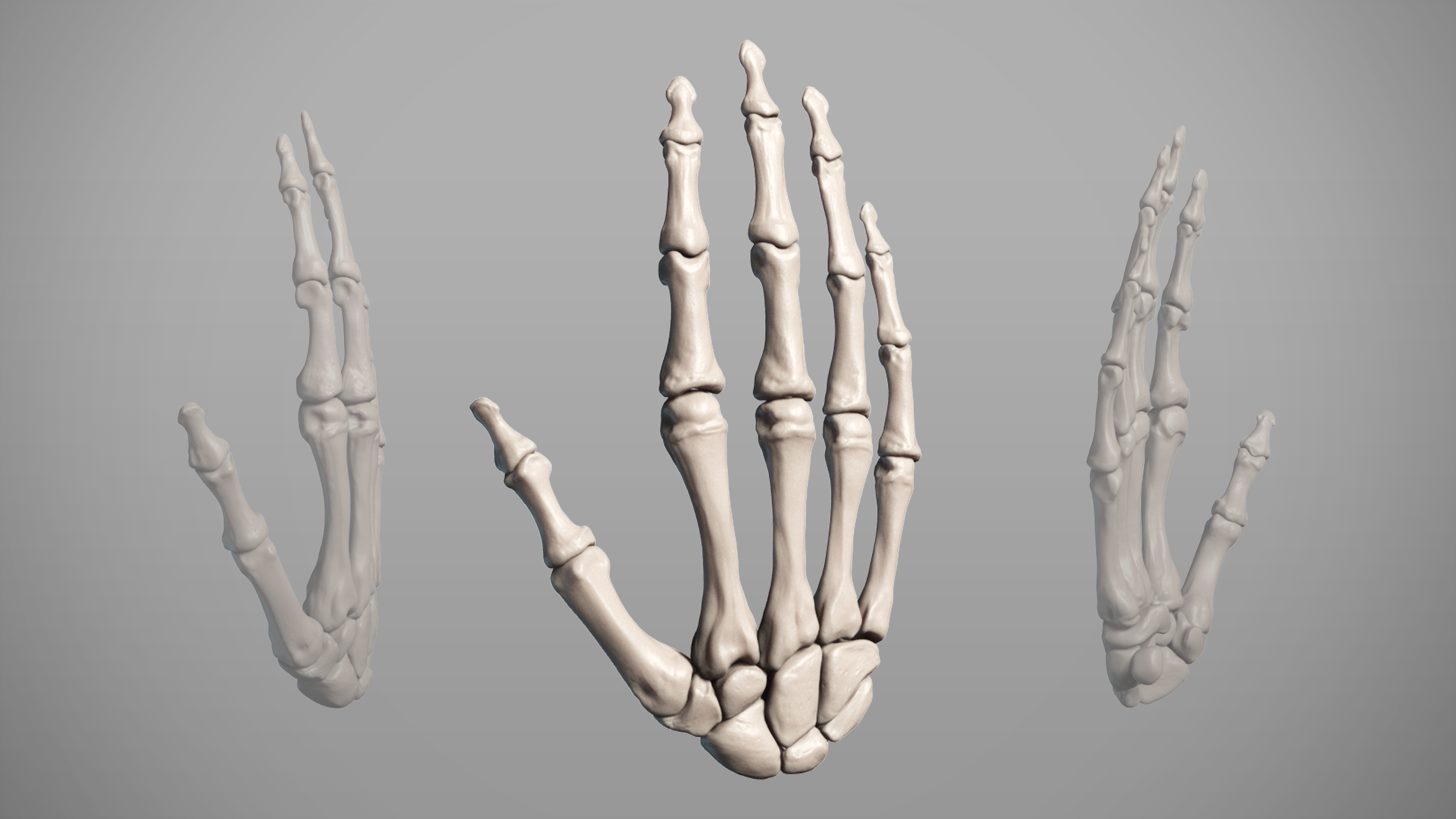 Proko - 3D Model: The Hand Bones