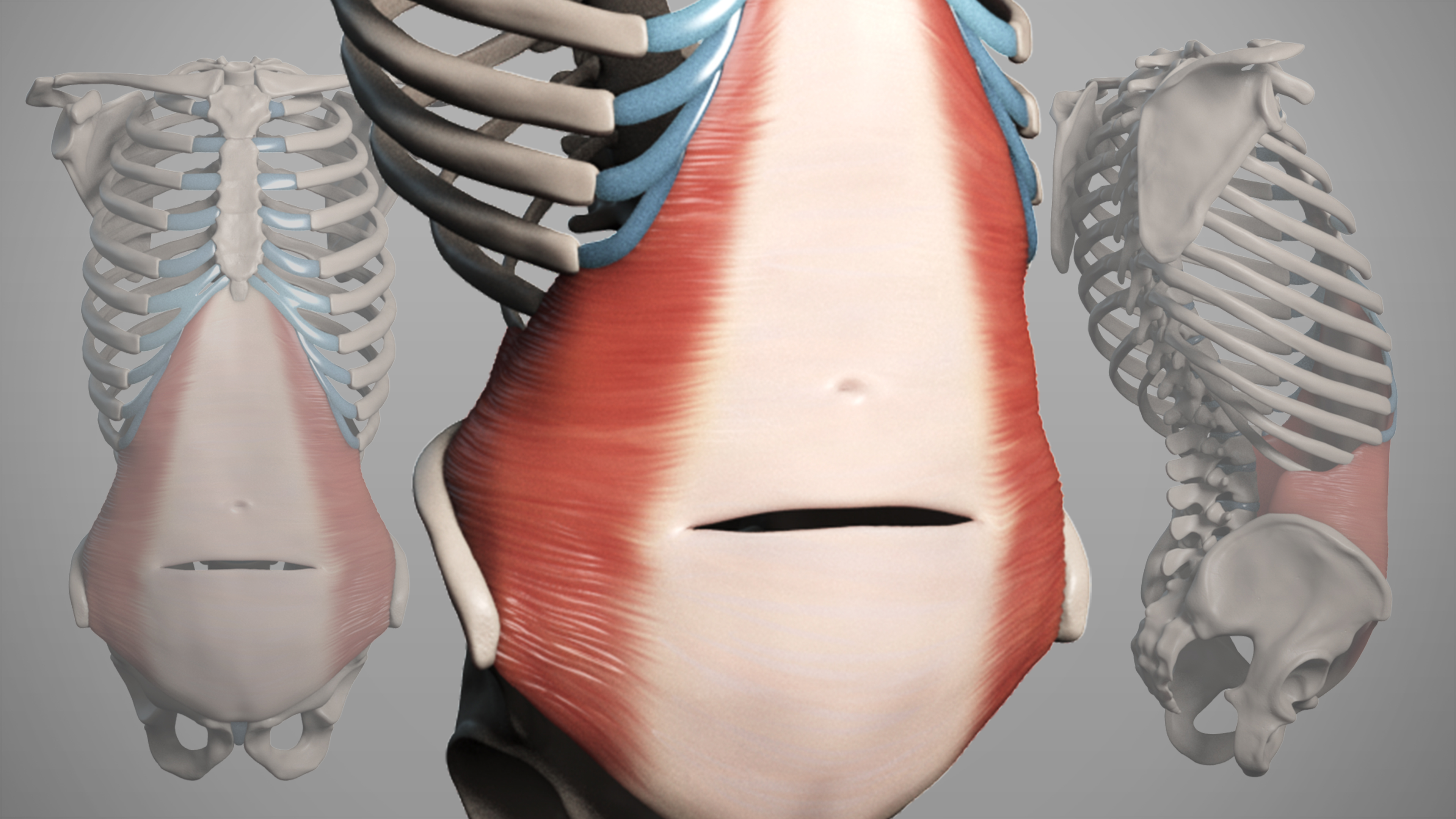 Transverse Abdominis 3d