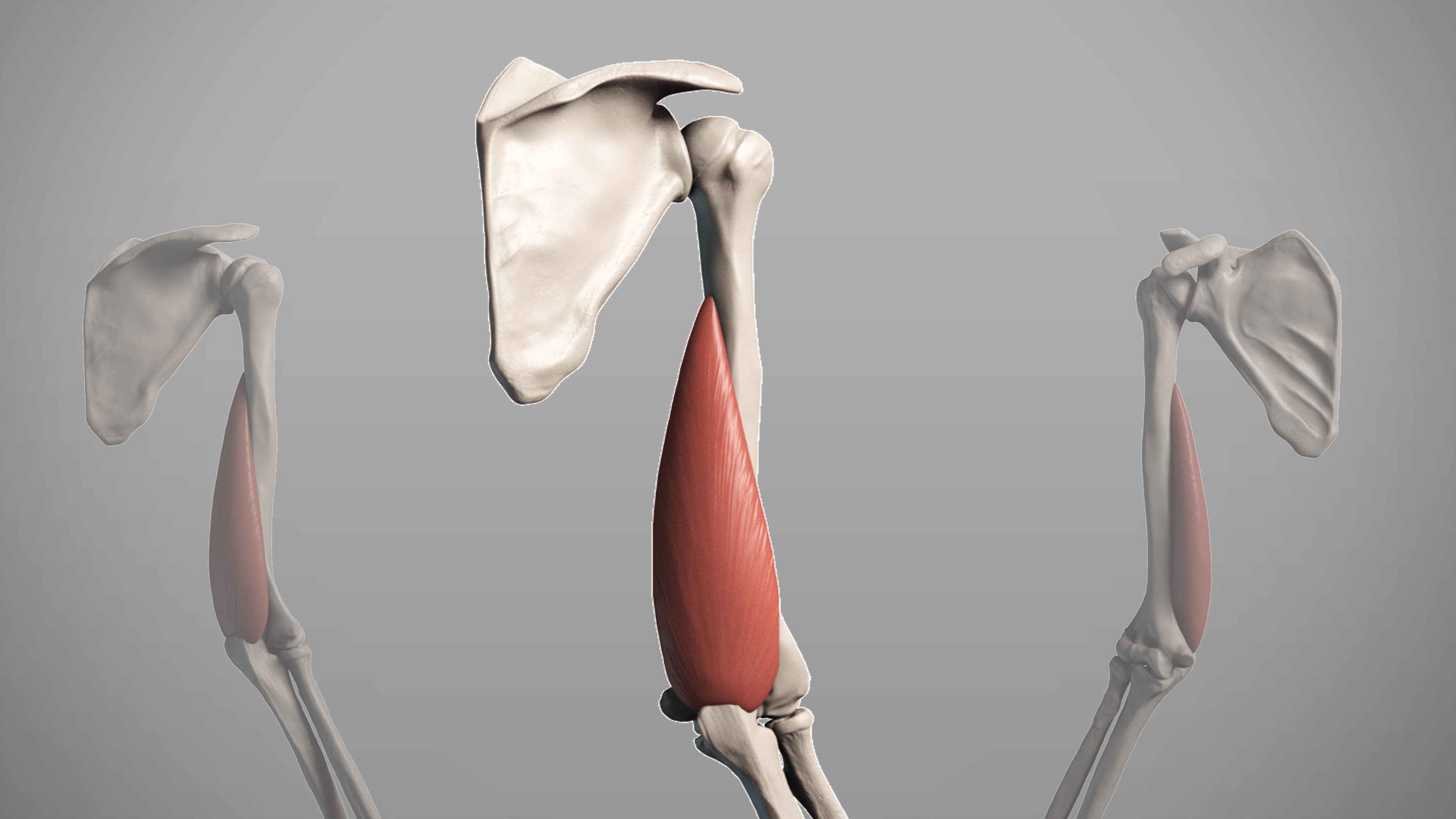 Proko - 3D Model: Medial Head