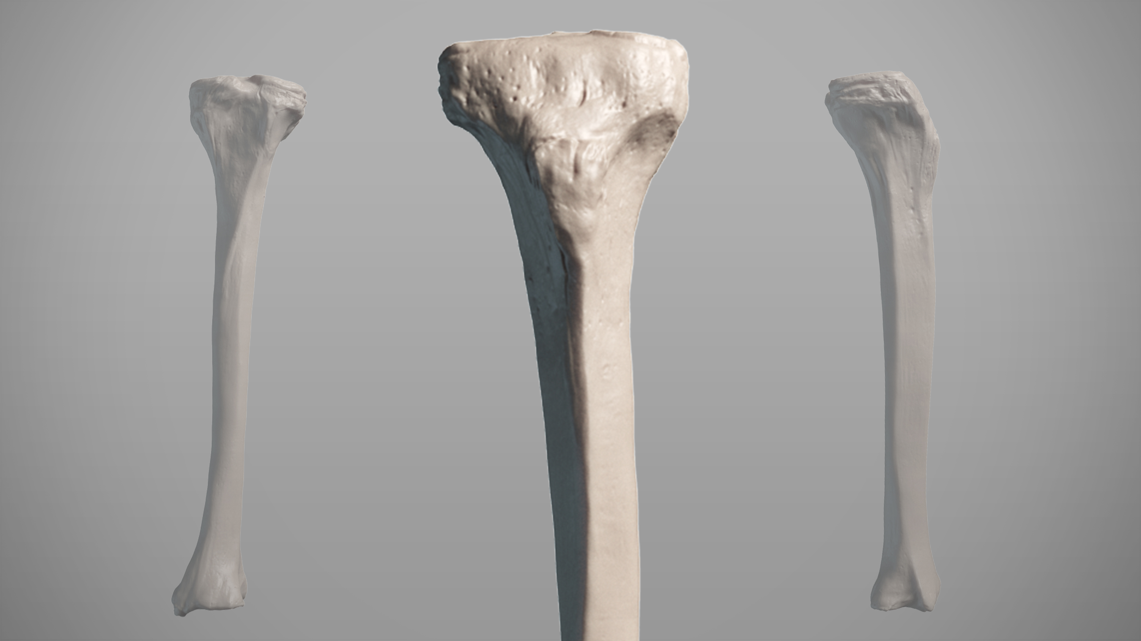 Proko - 3D Model: Tibia