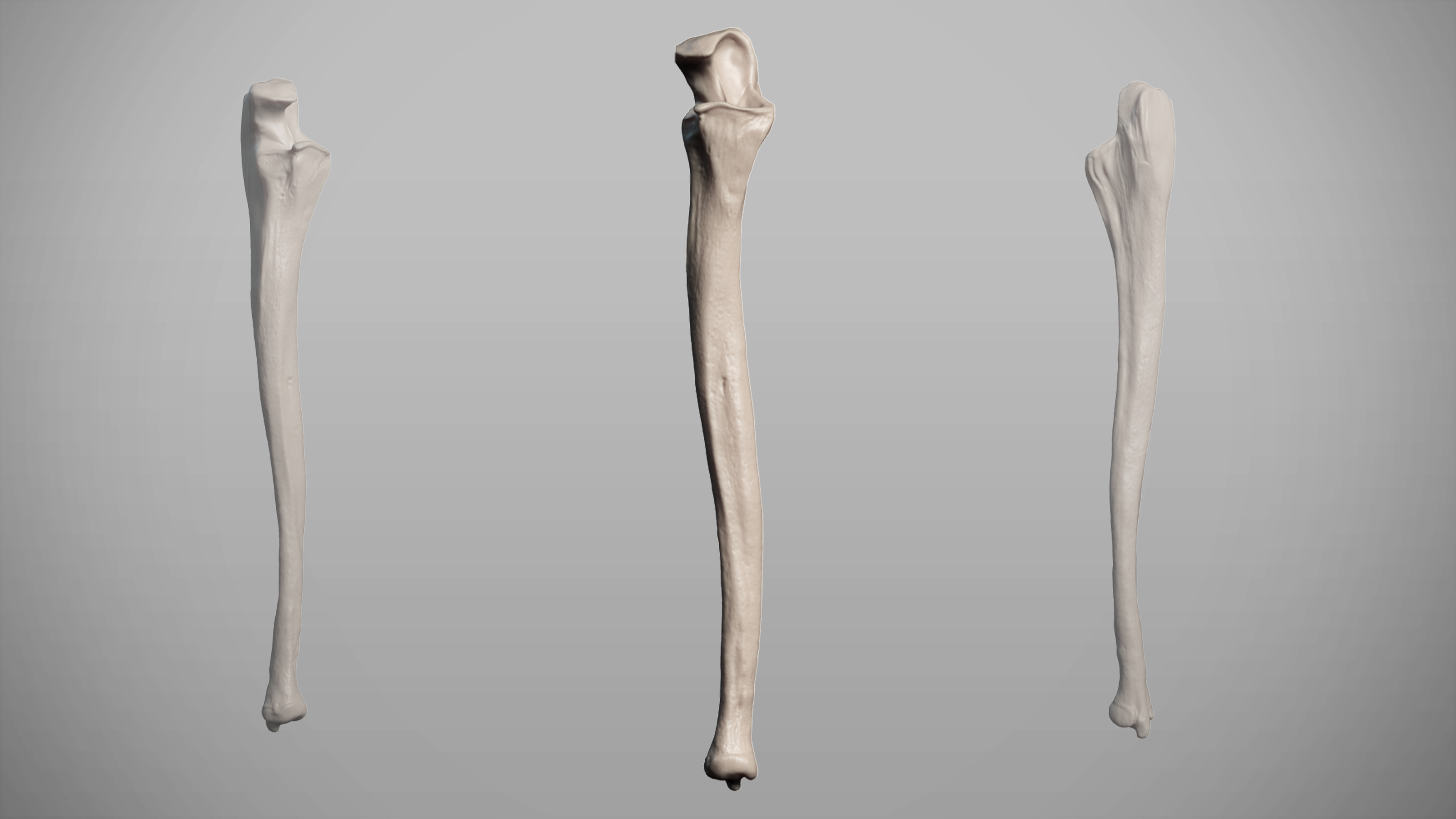 Proko - 3D Model - Ulna