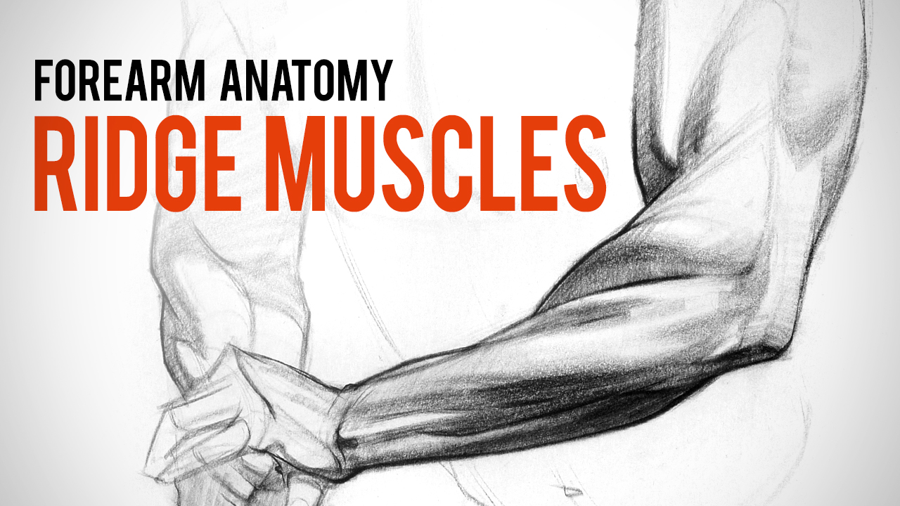 Proko - Anatomy of the Ridge Muscles