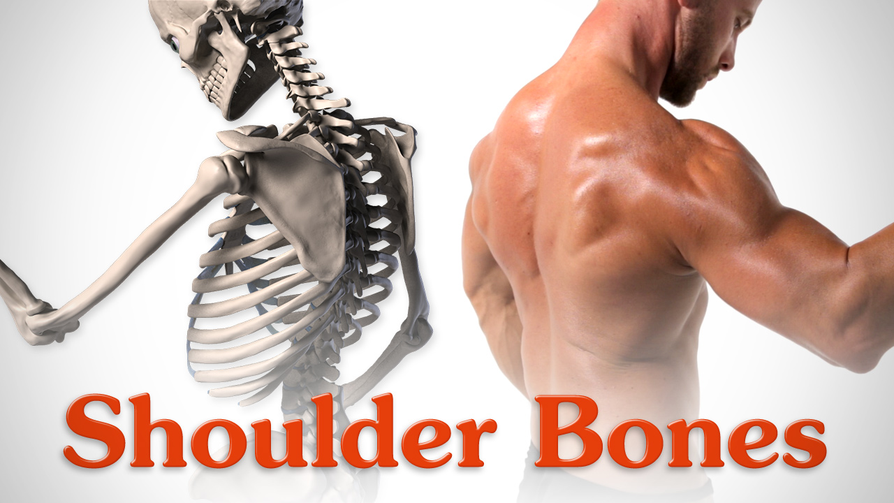 Proko - Anatomy of the Shoulder Bones