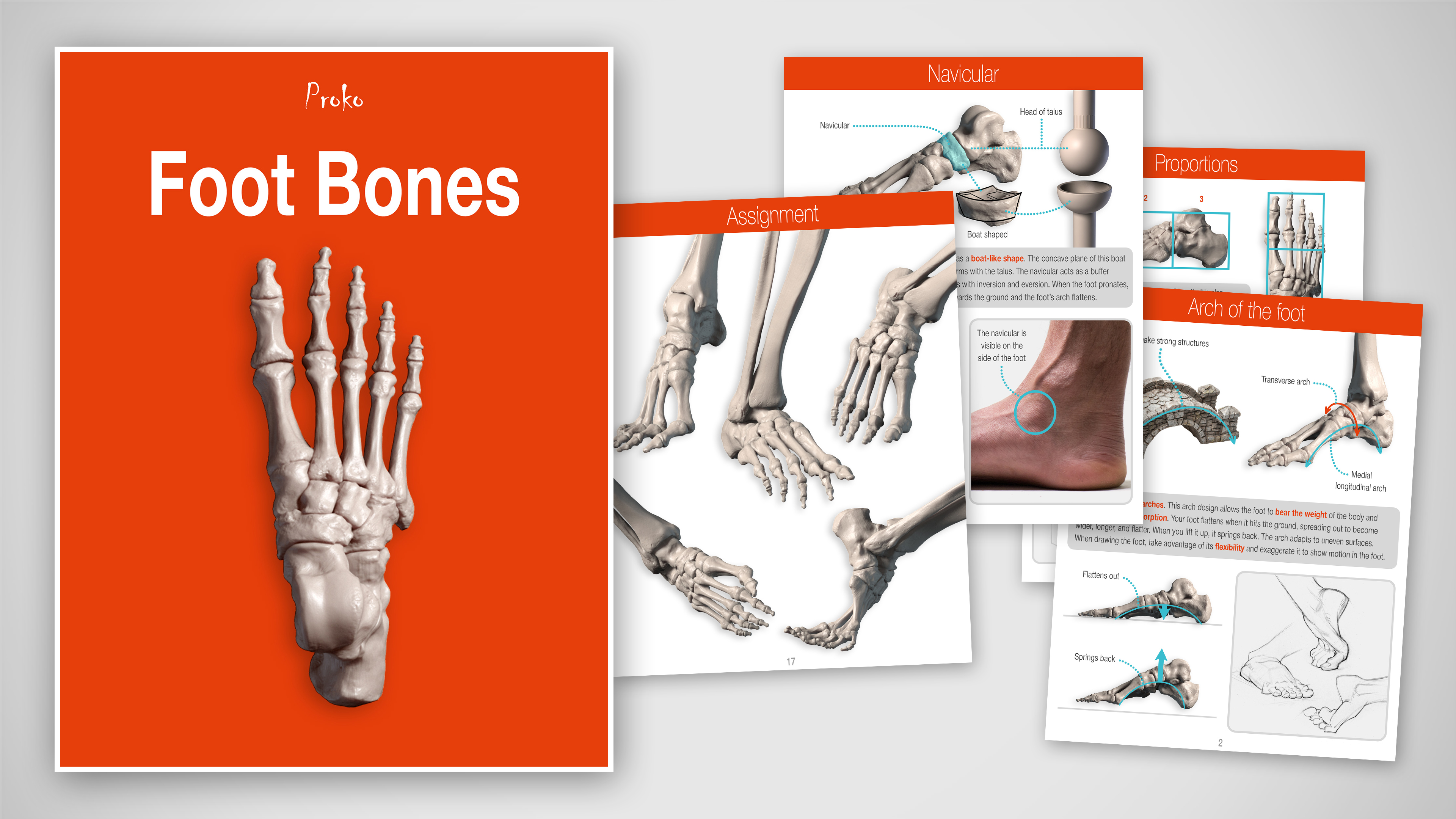 Proko - eBook: The Foot Bones