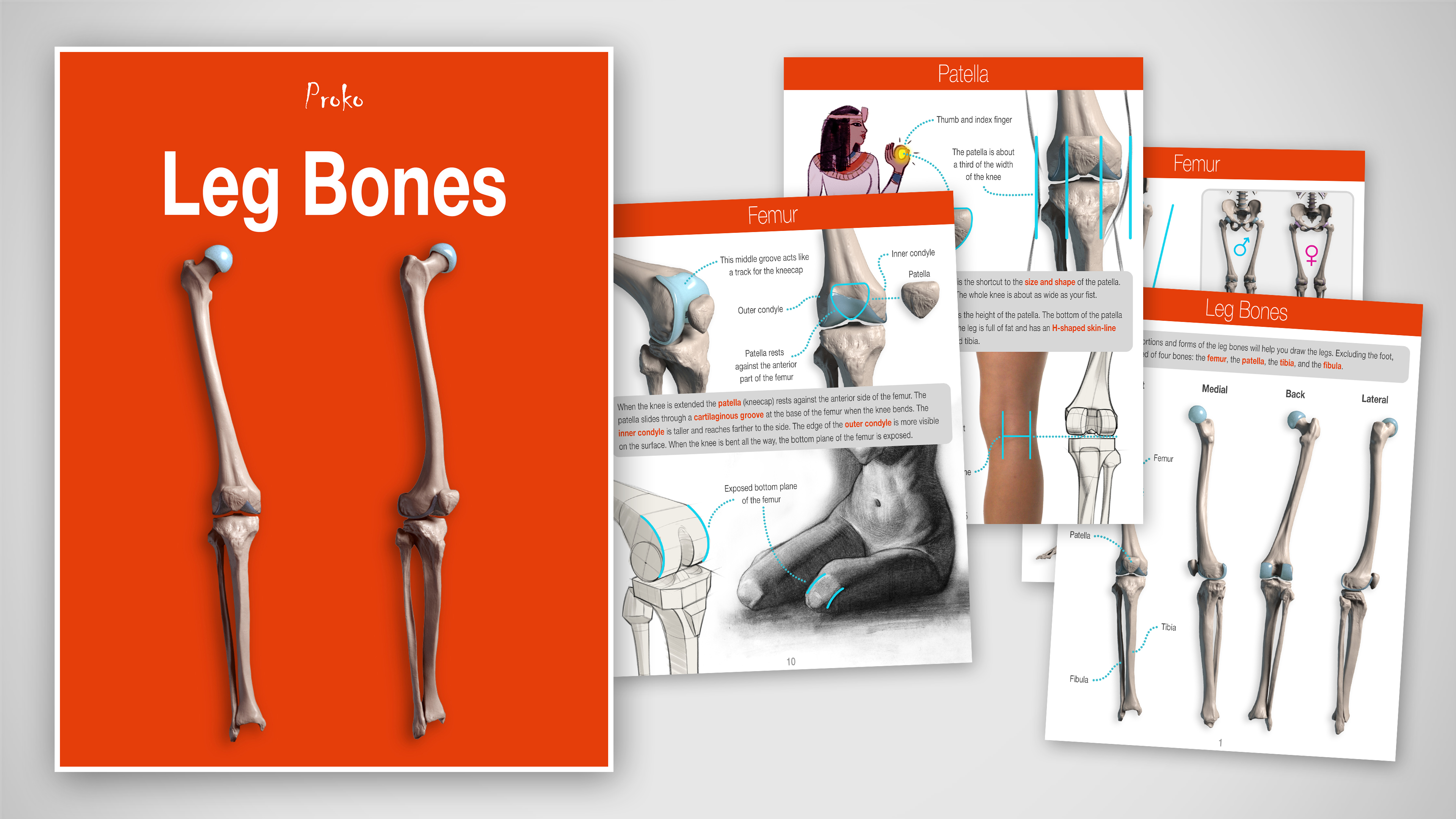 Proko - eBook: The Leg Bones