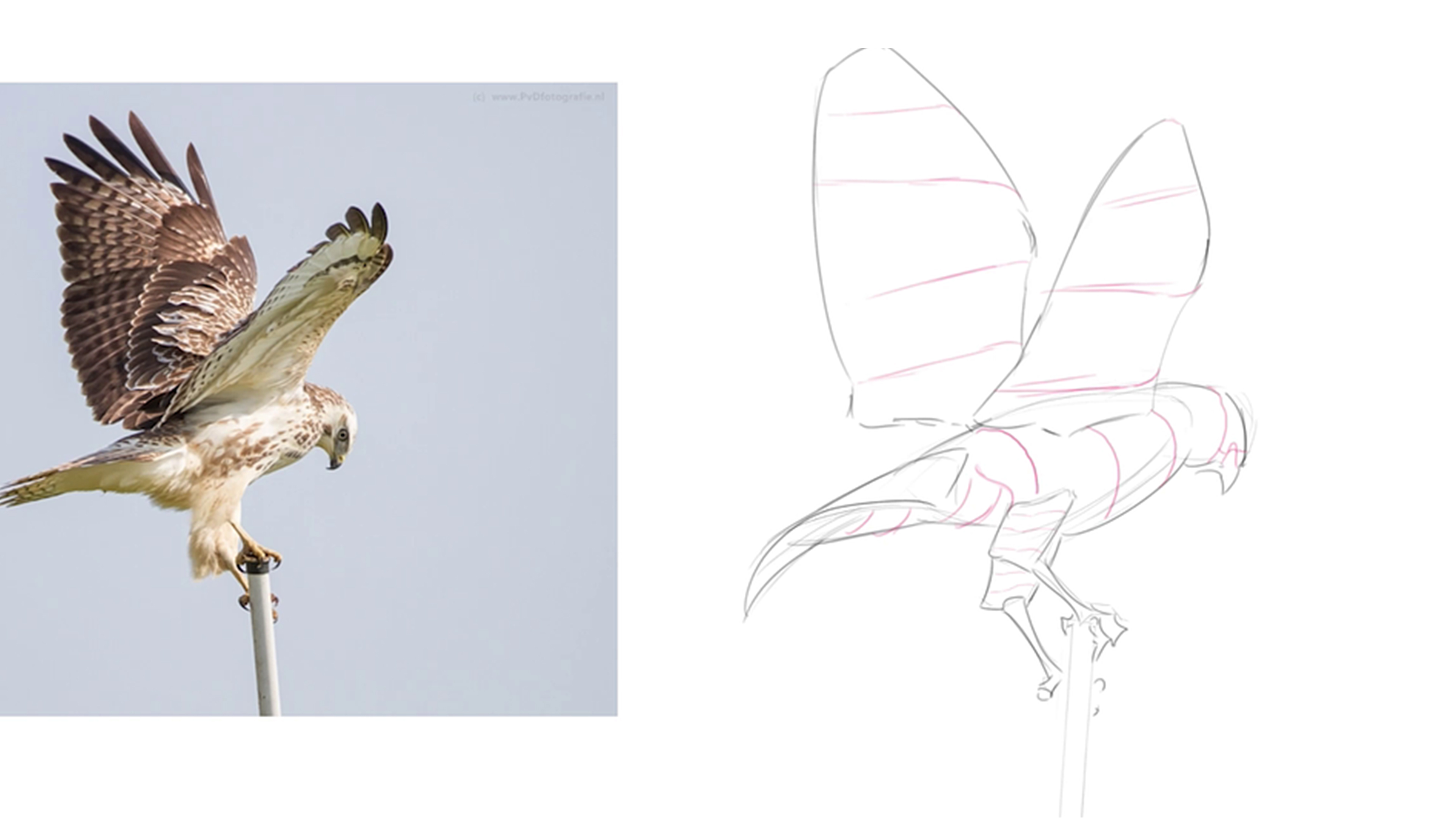 Proko - Flying Animals