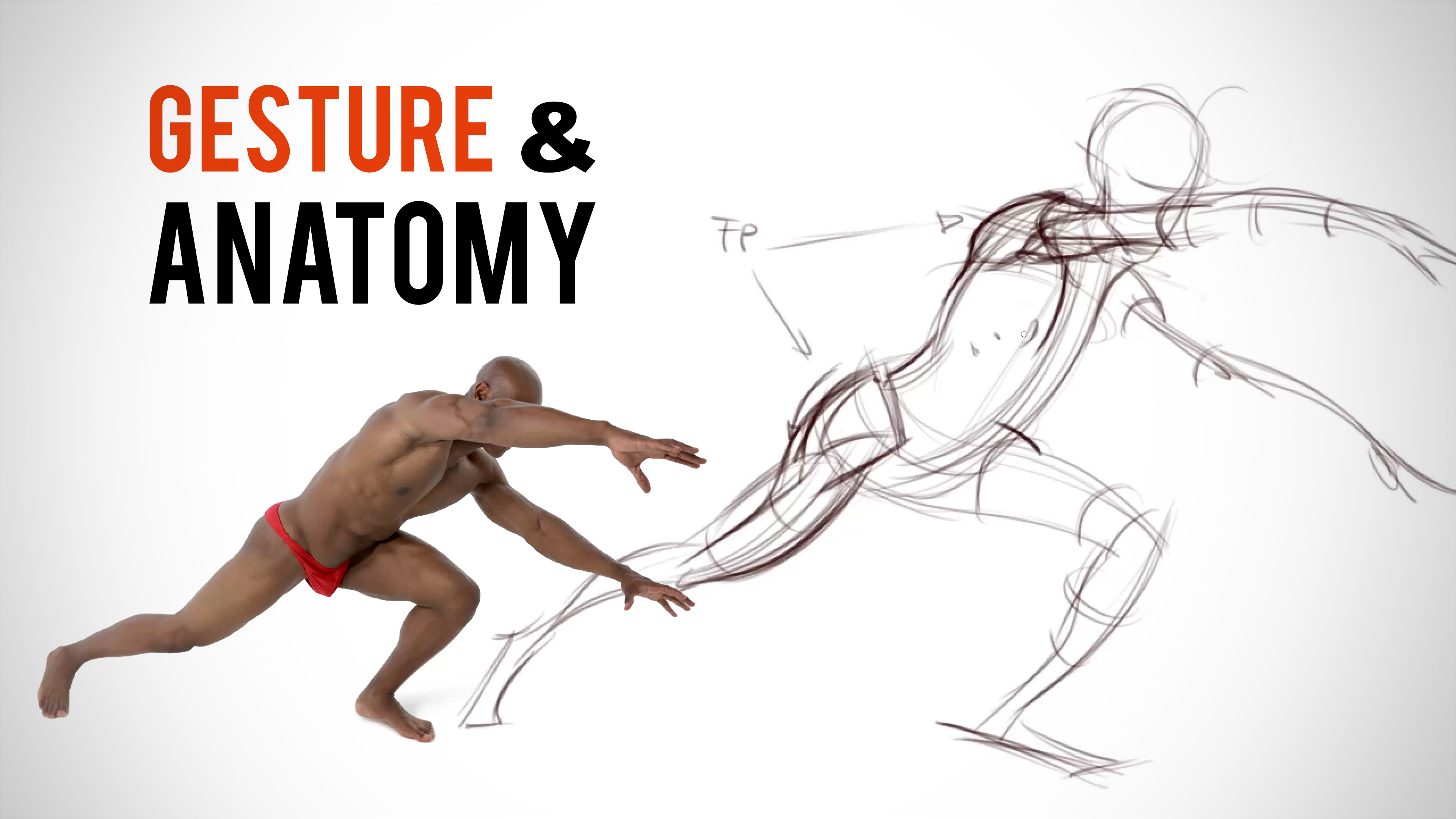 Proko Gesture And Anatomy Full Demo