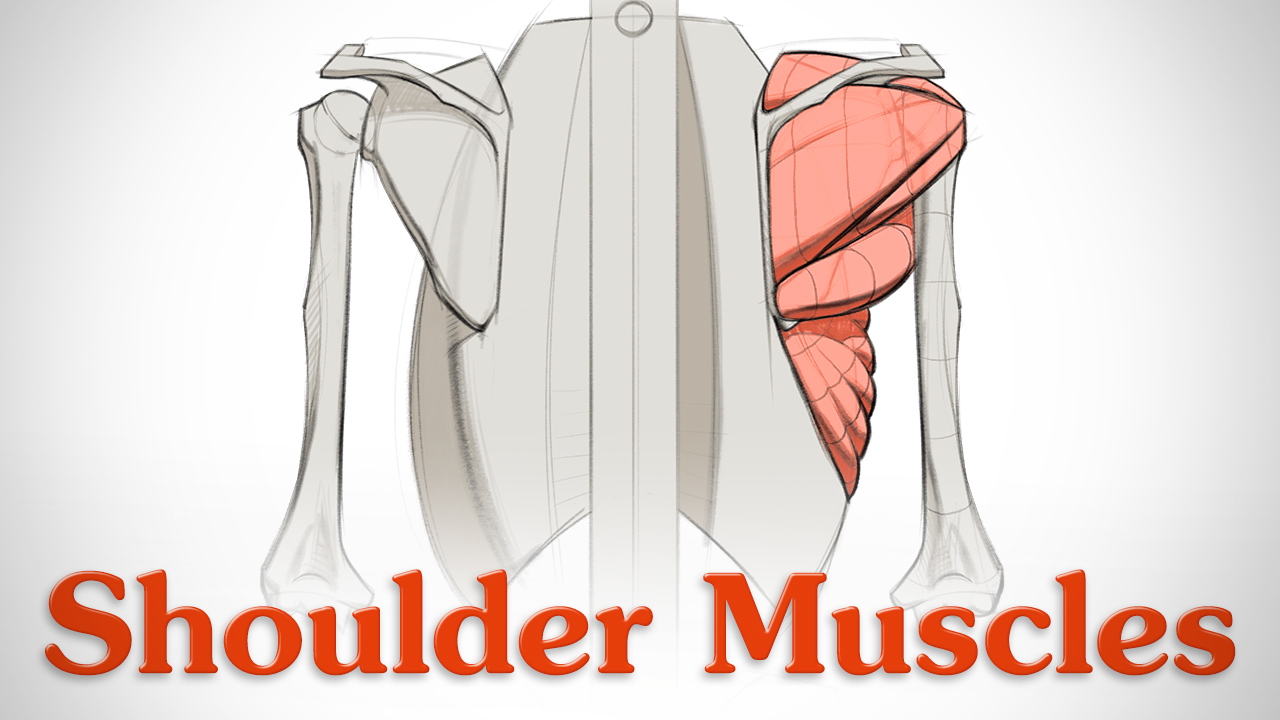 Proko - How to Draw Shoulder Muscles – Anatomy and Motion