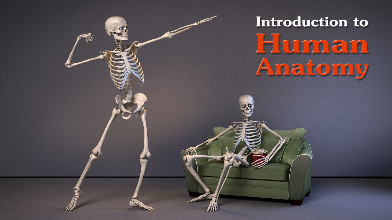 Proko - Introduction to Human Anatomy for Artists