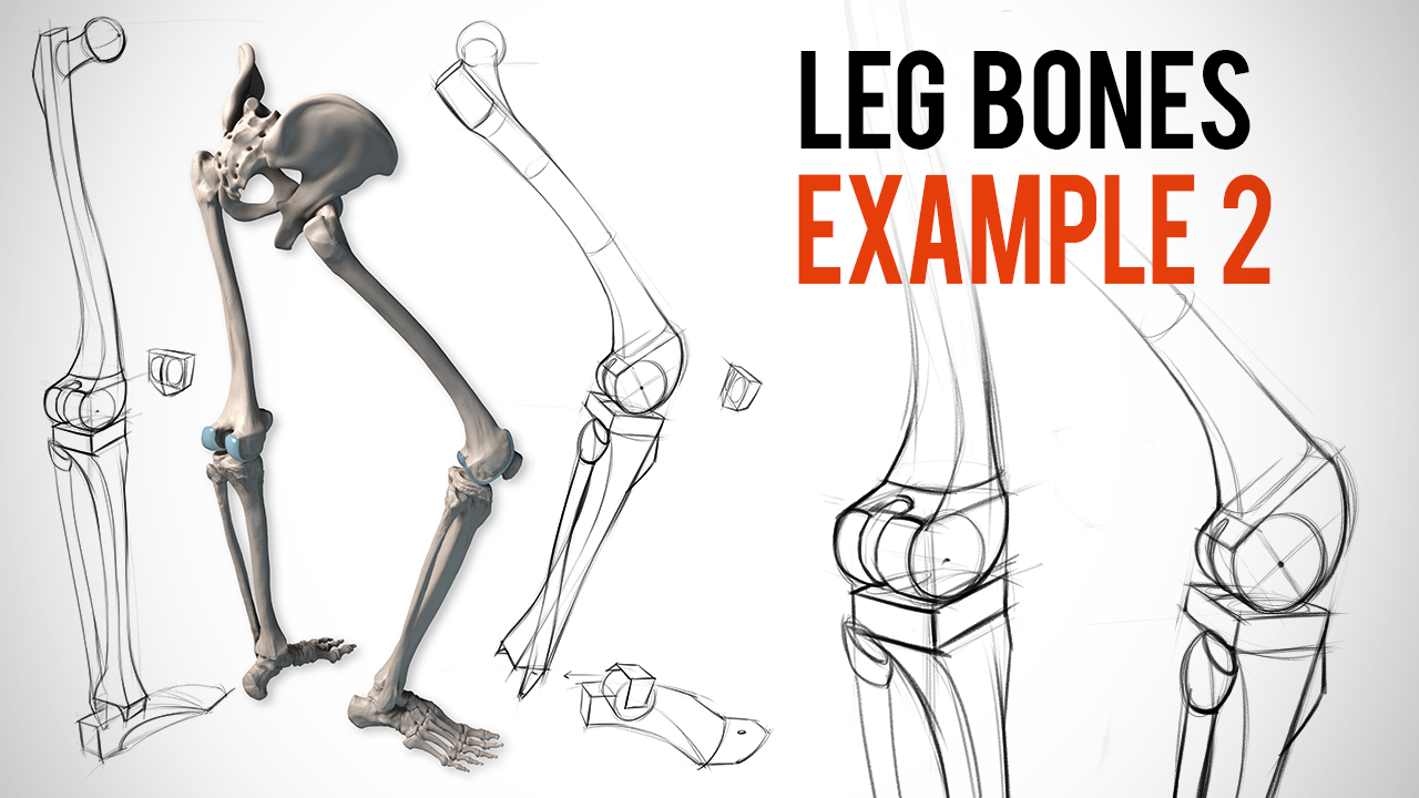 Proko - Leg Bones Assignment Example 2