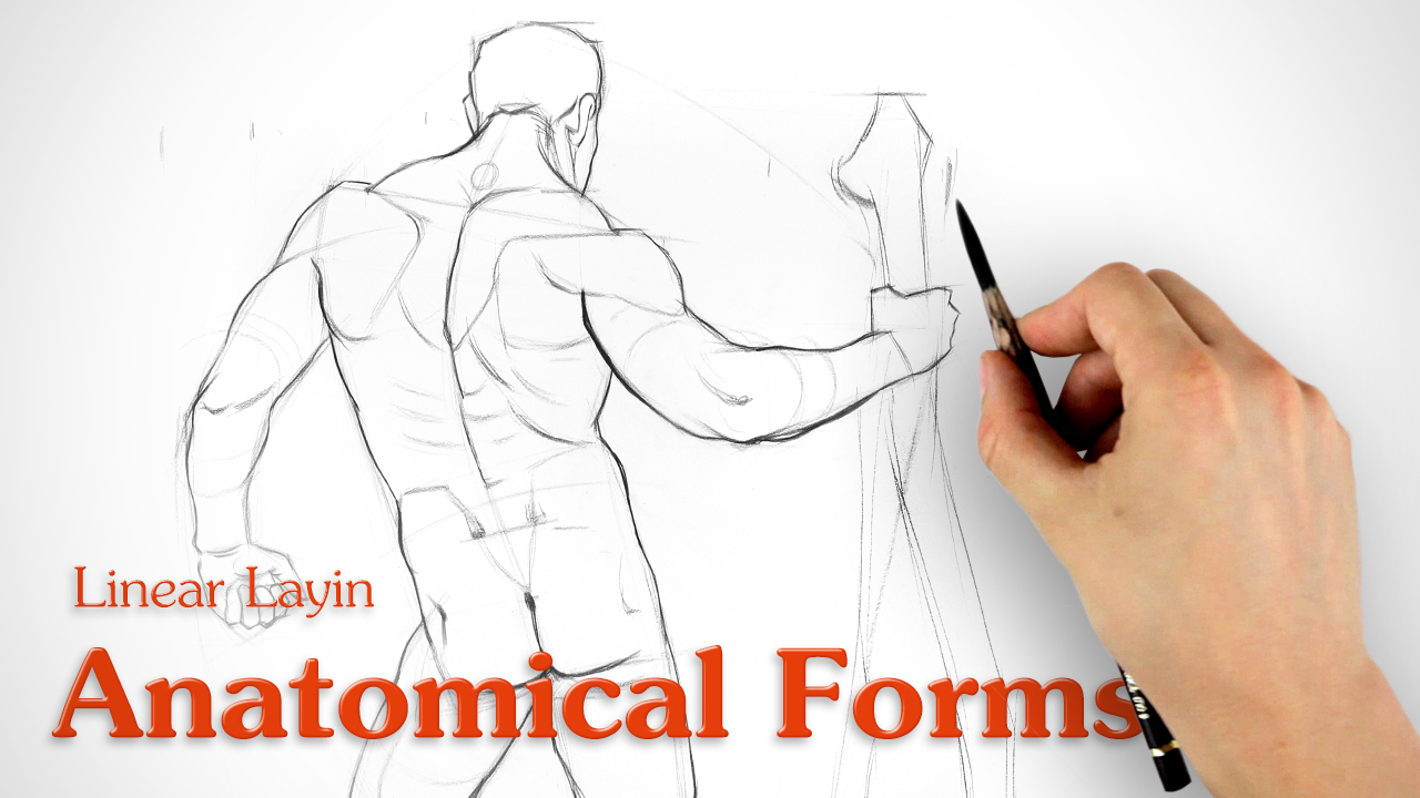 Proko - Linear Layin – Anatomical Forms