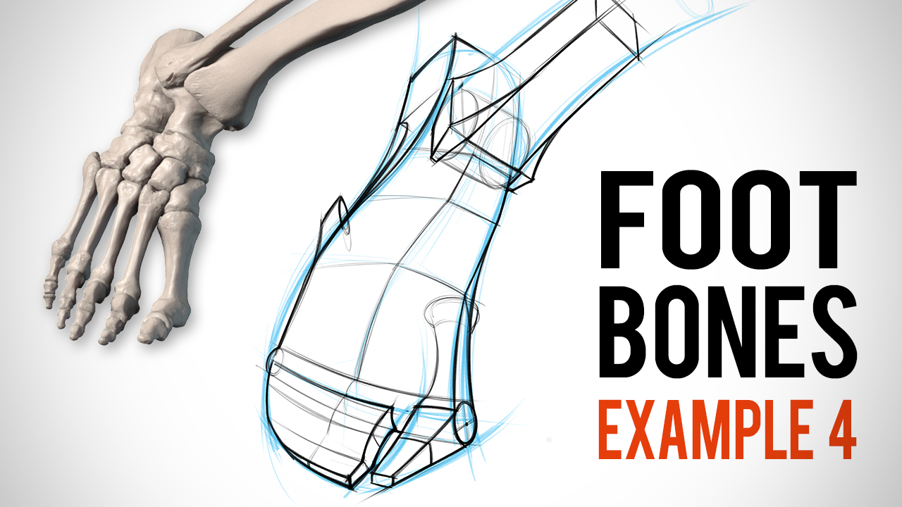 Proko - Foot Bones Assignment Example 4