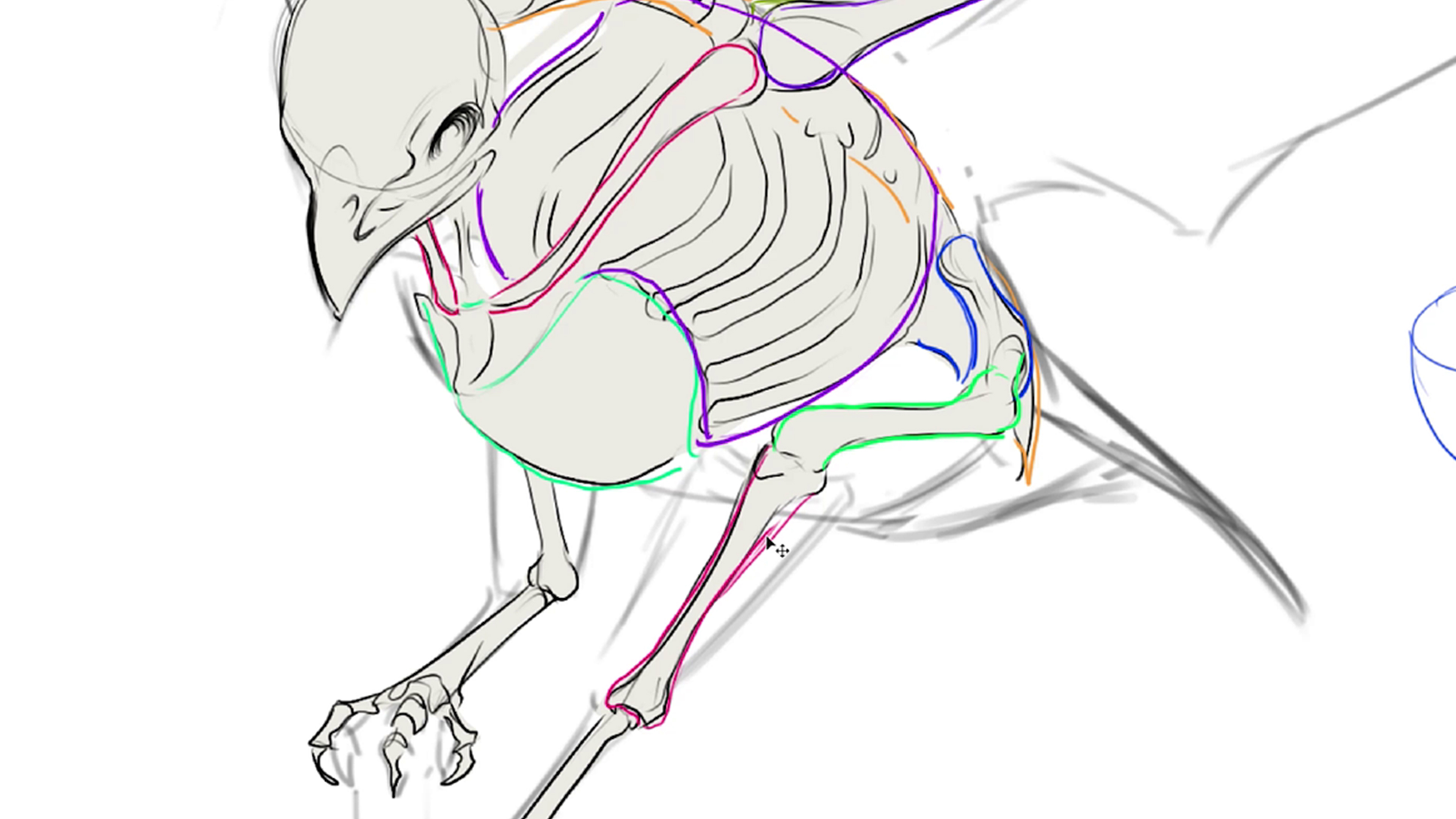 Proko - Understanding Animal Anatomy